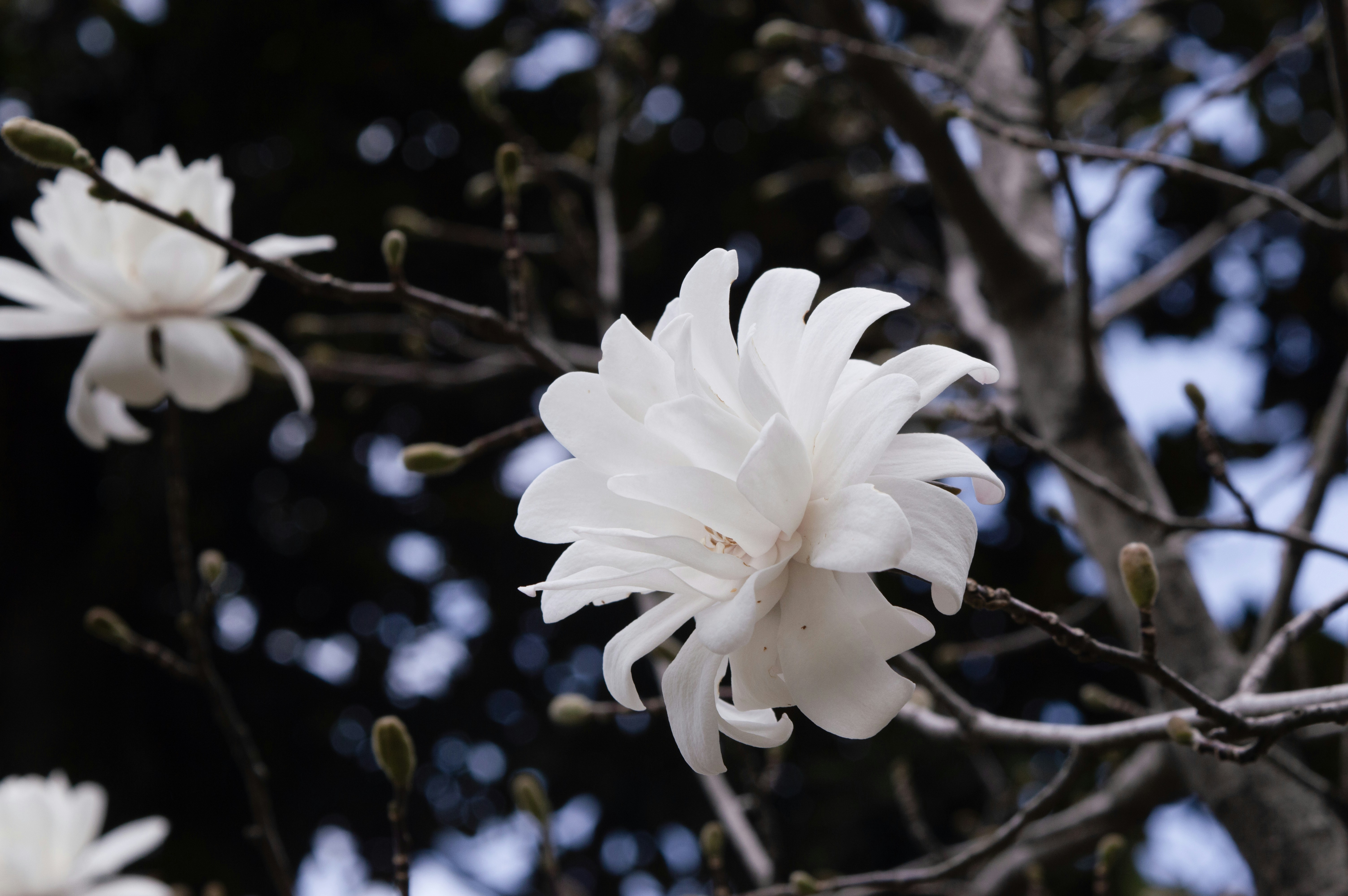 White Magnolia Bloom Against a Shadowed Branch