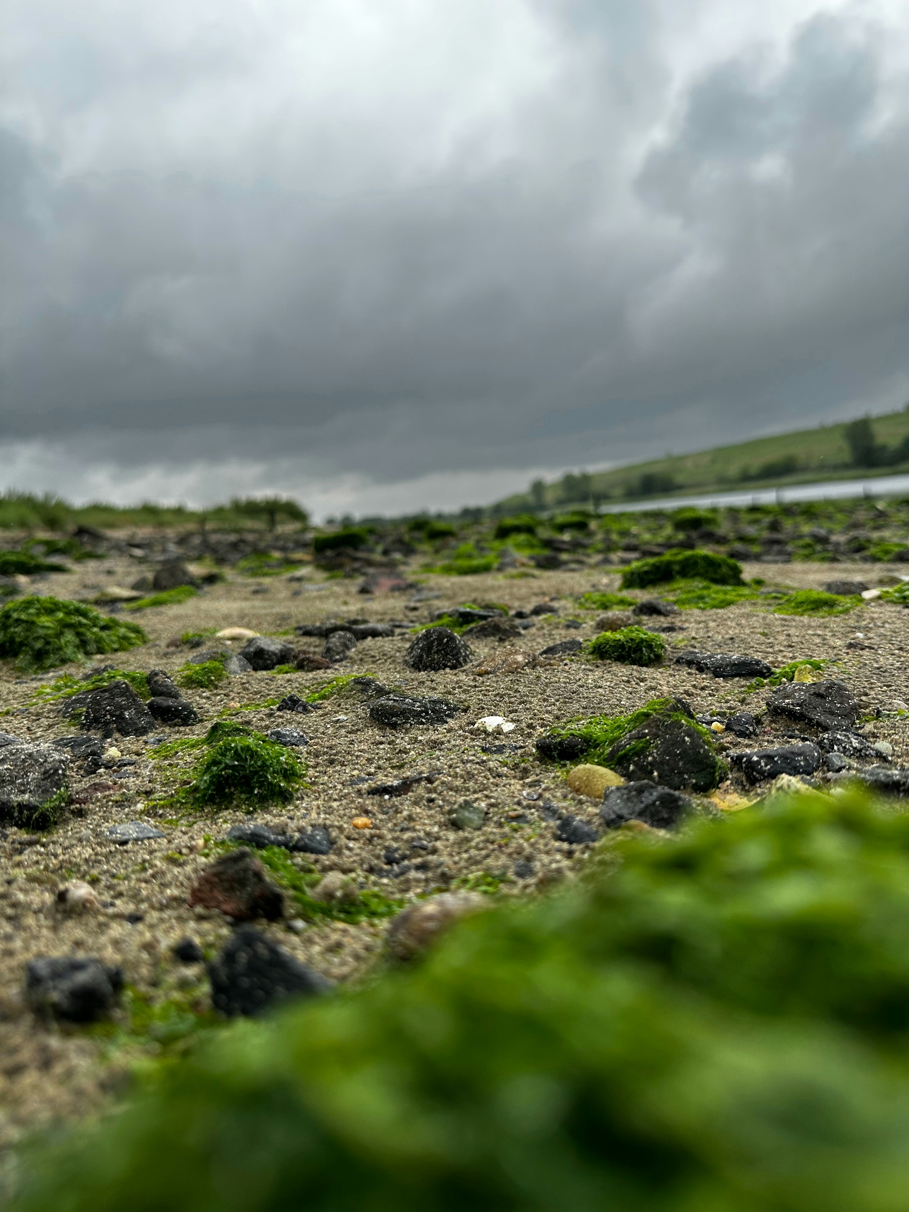 Mossy Littoral Pebbles Under Brooding Skies