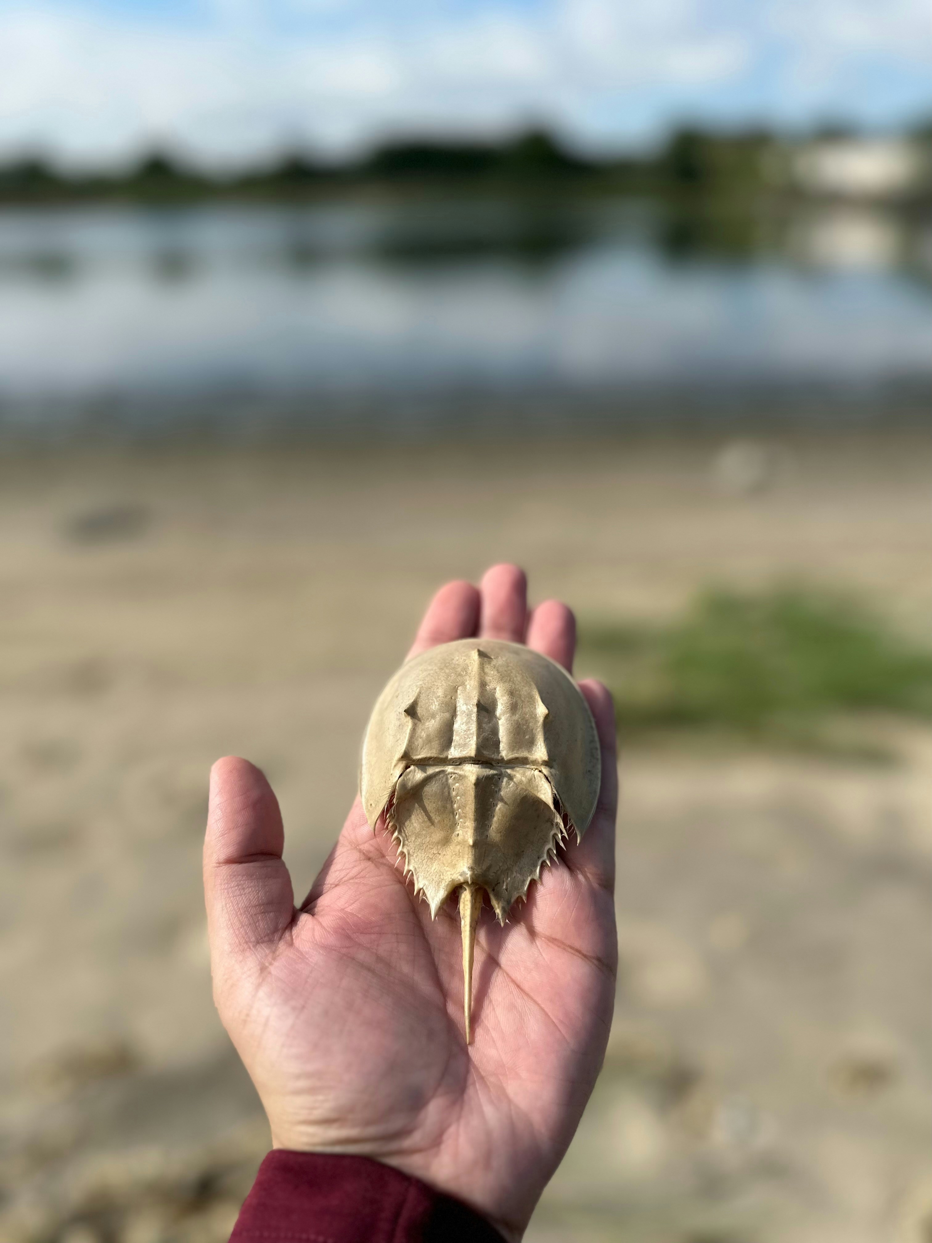 Hand-Held Fossil: a Sand Dollar with a Ridge of Sea History