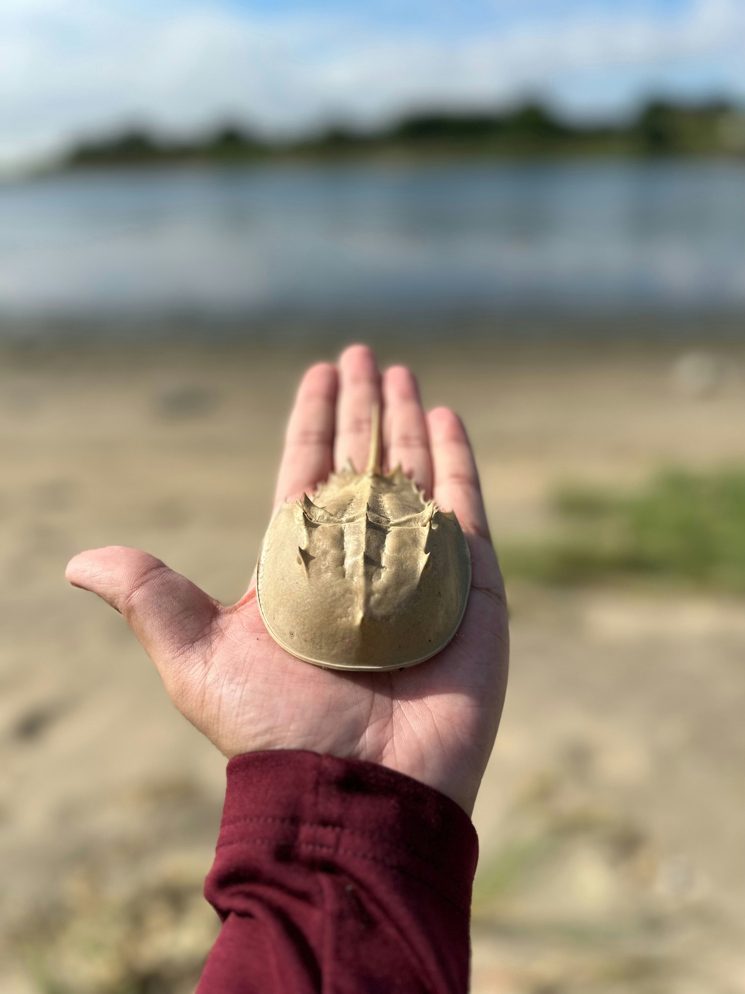 Handful of Shoreline: A Sand Sculpture Resting on Open Palm