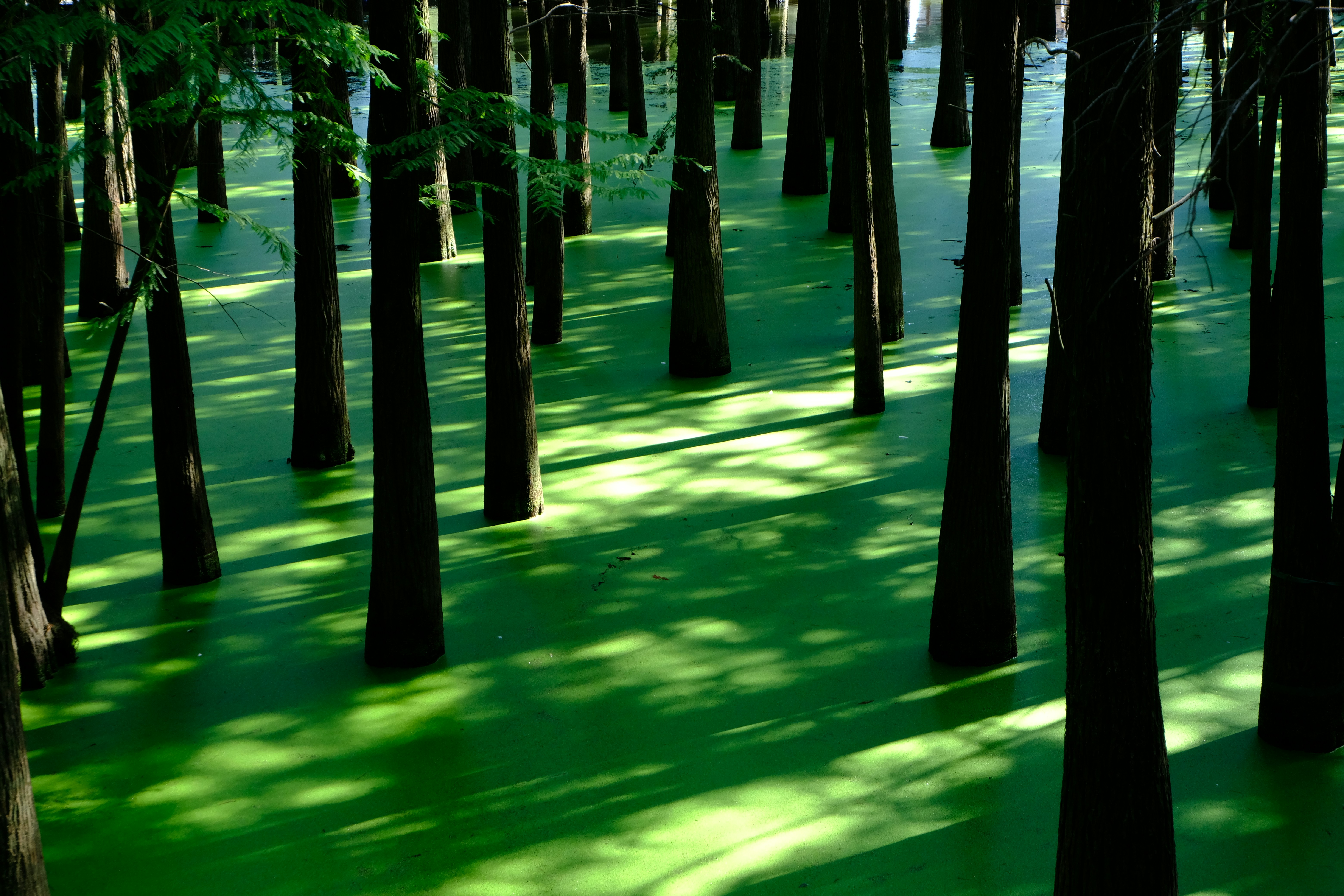 Emerald Corridor: Sunlit Shadows Between painted trees