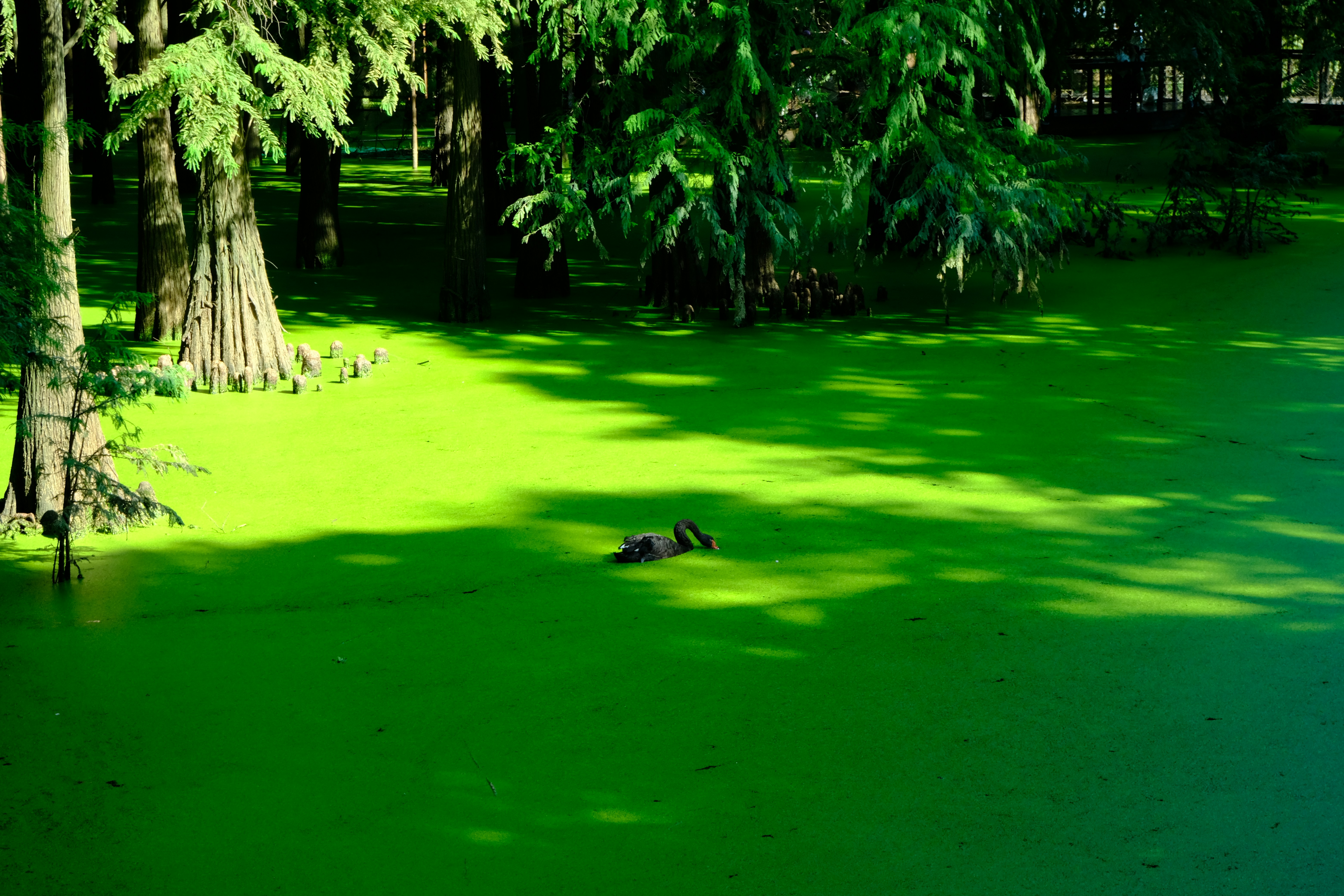 Green Mirror: Sunlit Pond with Duck Silhouette