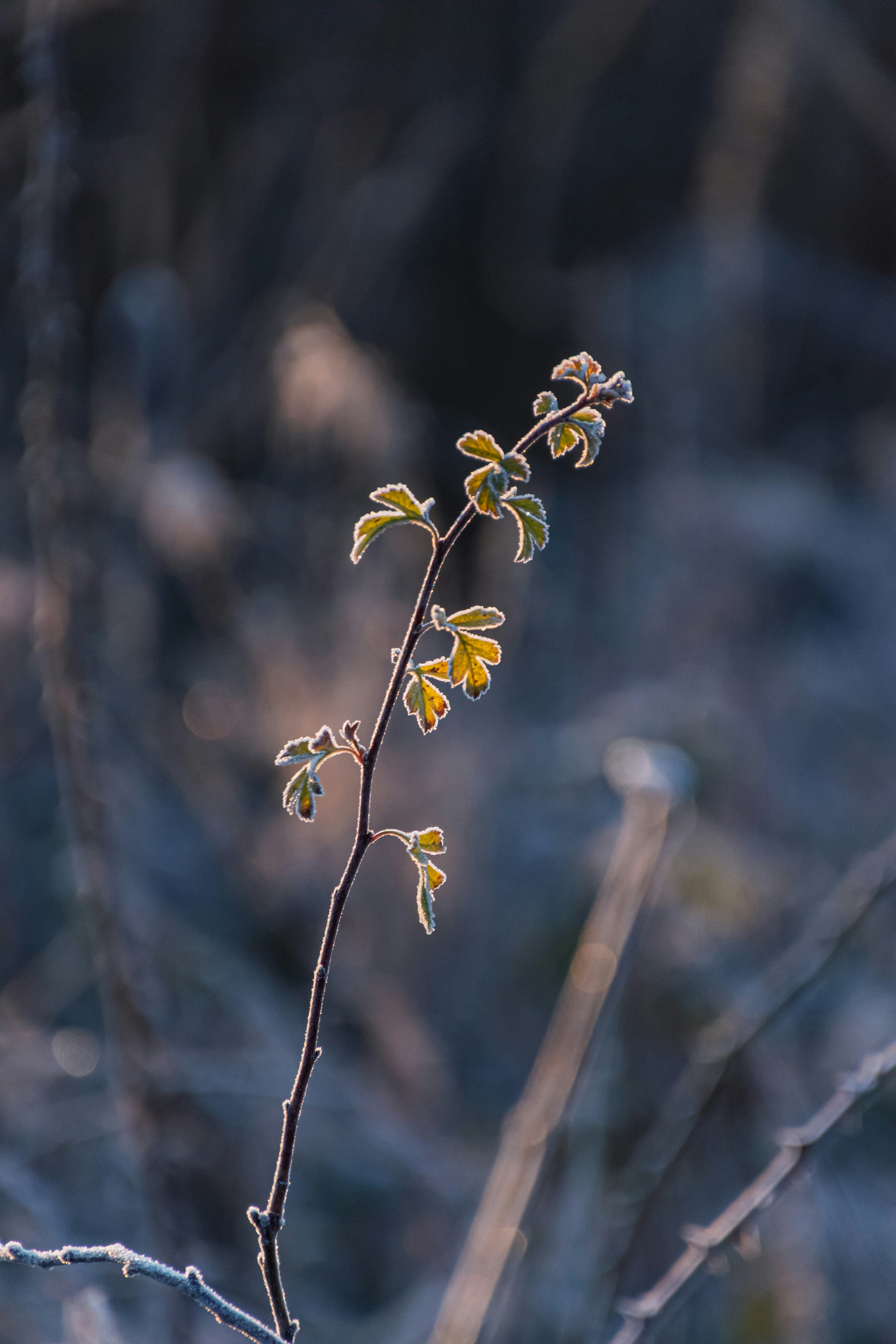 Frost-kissed Spring Sprout Reaching Through a Snowy Veil