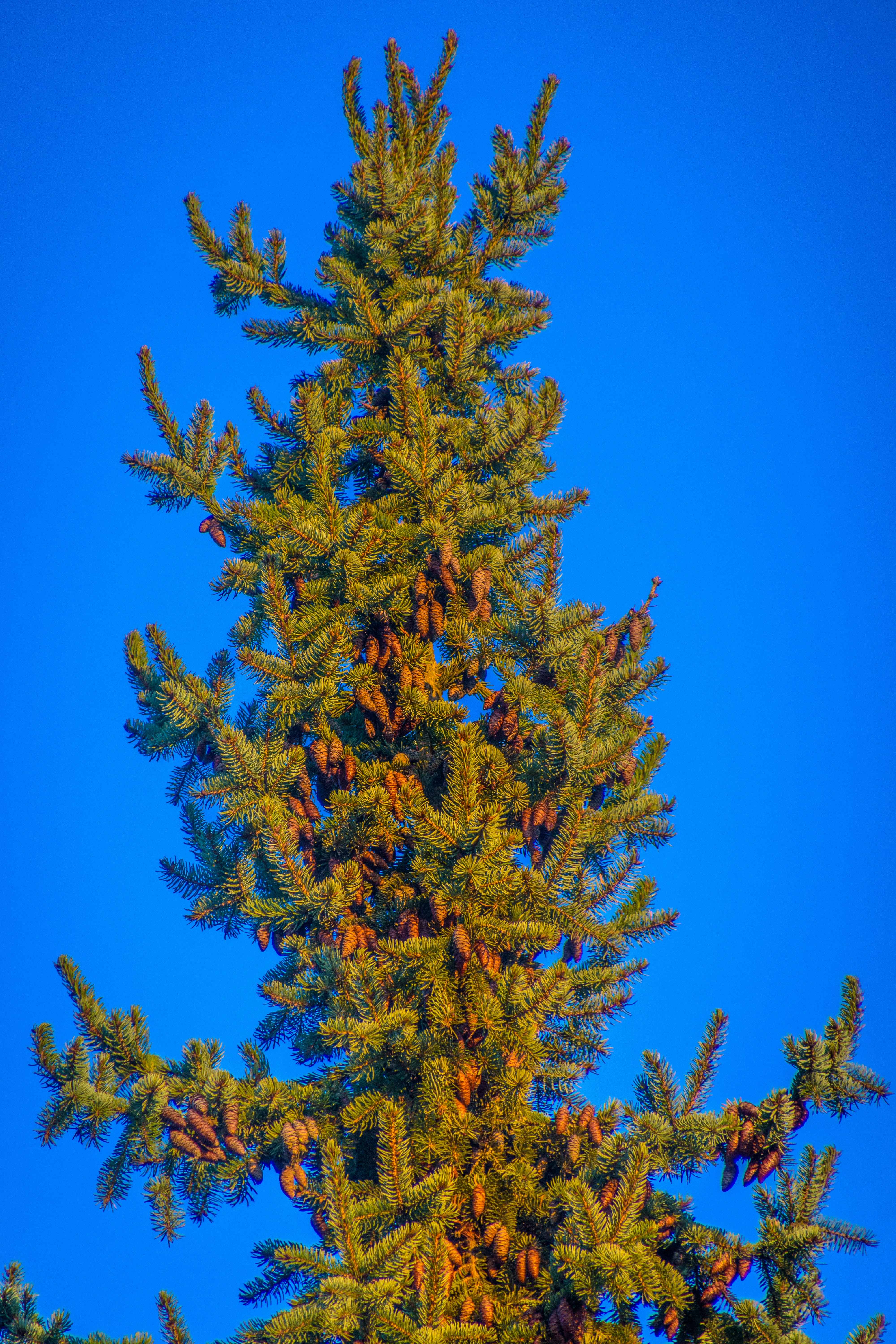 Azure Sky-Crowned Pine: Pinecones Adorn a Tall Conifer