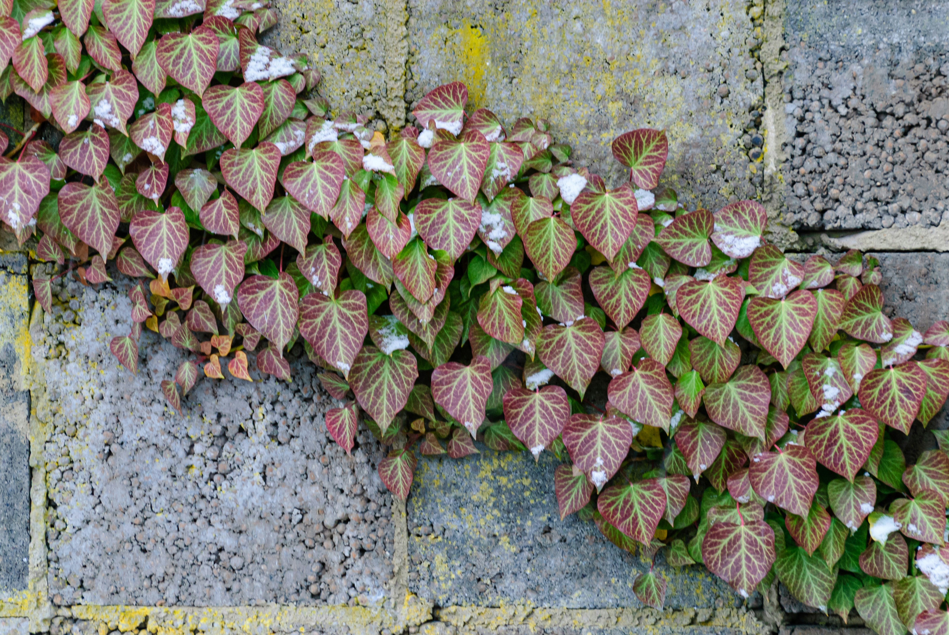 Vining Arpearls Across a Weathered Wall