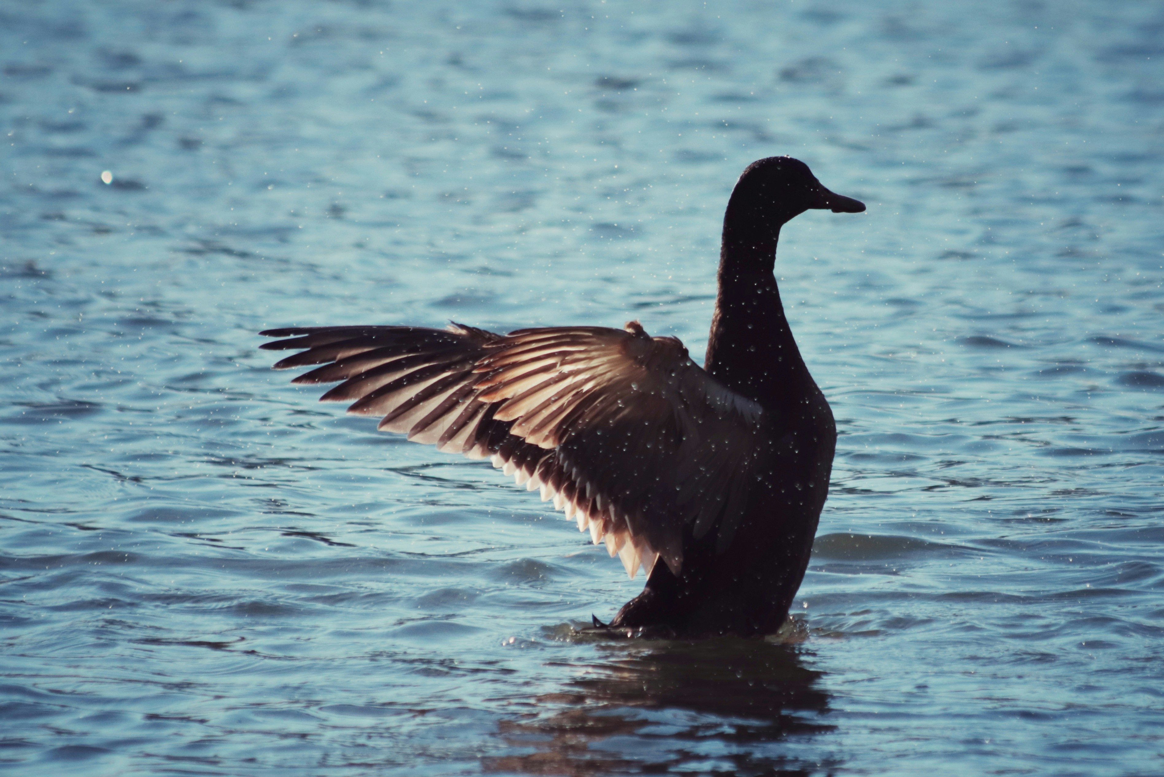 Waterflight Mid-Roll: The Duck Rears Wings at Dappled Shore