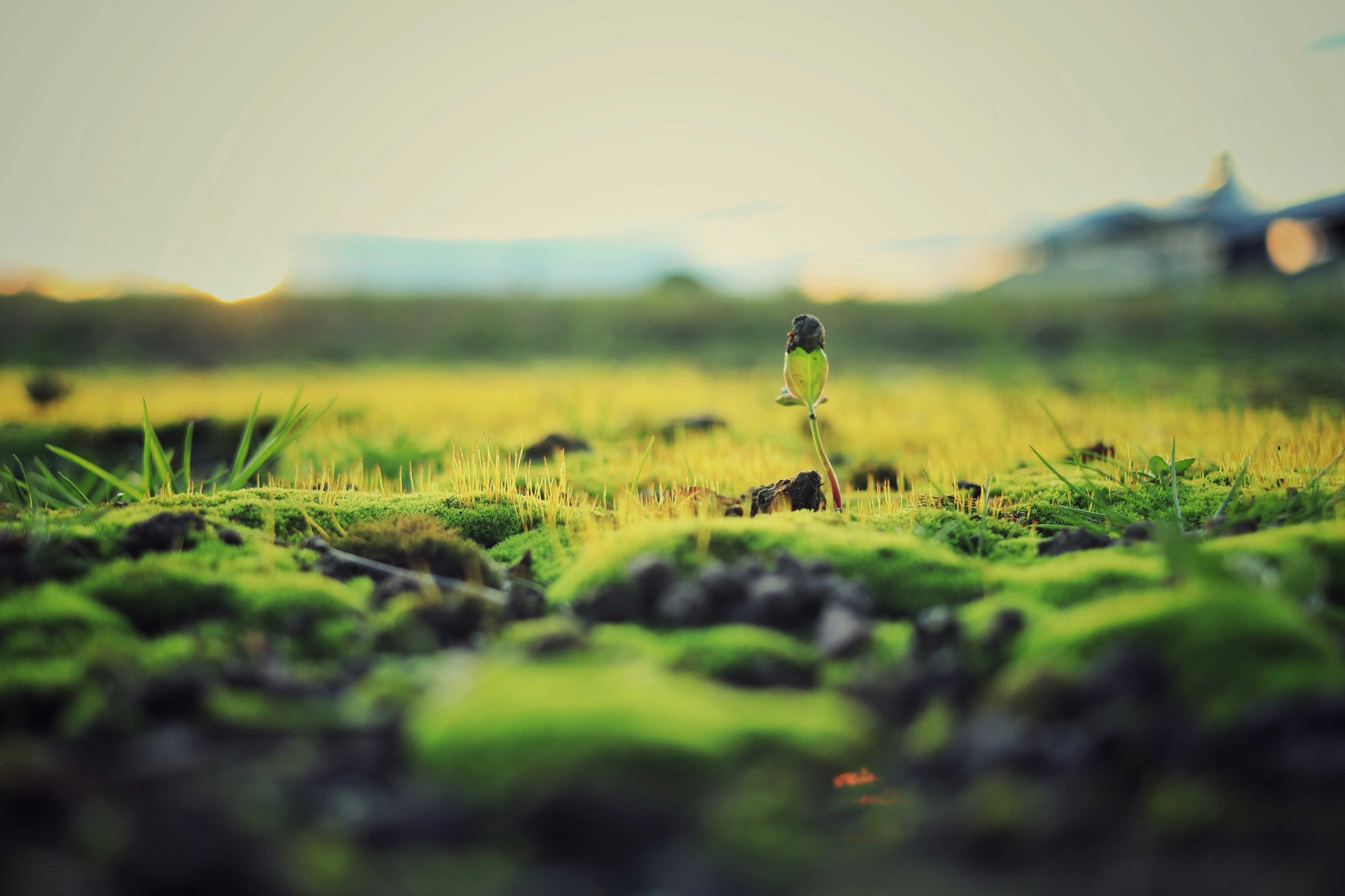 A Lone Seedling Standing Guard in a Velvet Field at Dusk