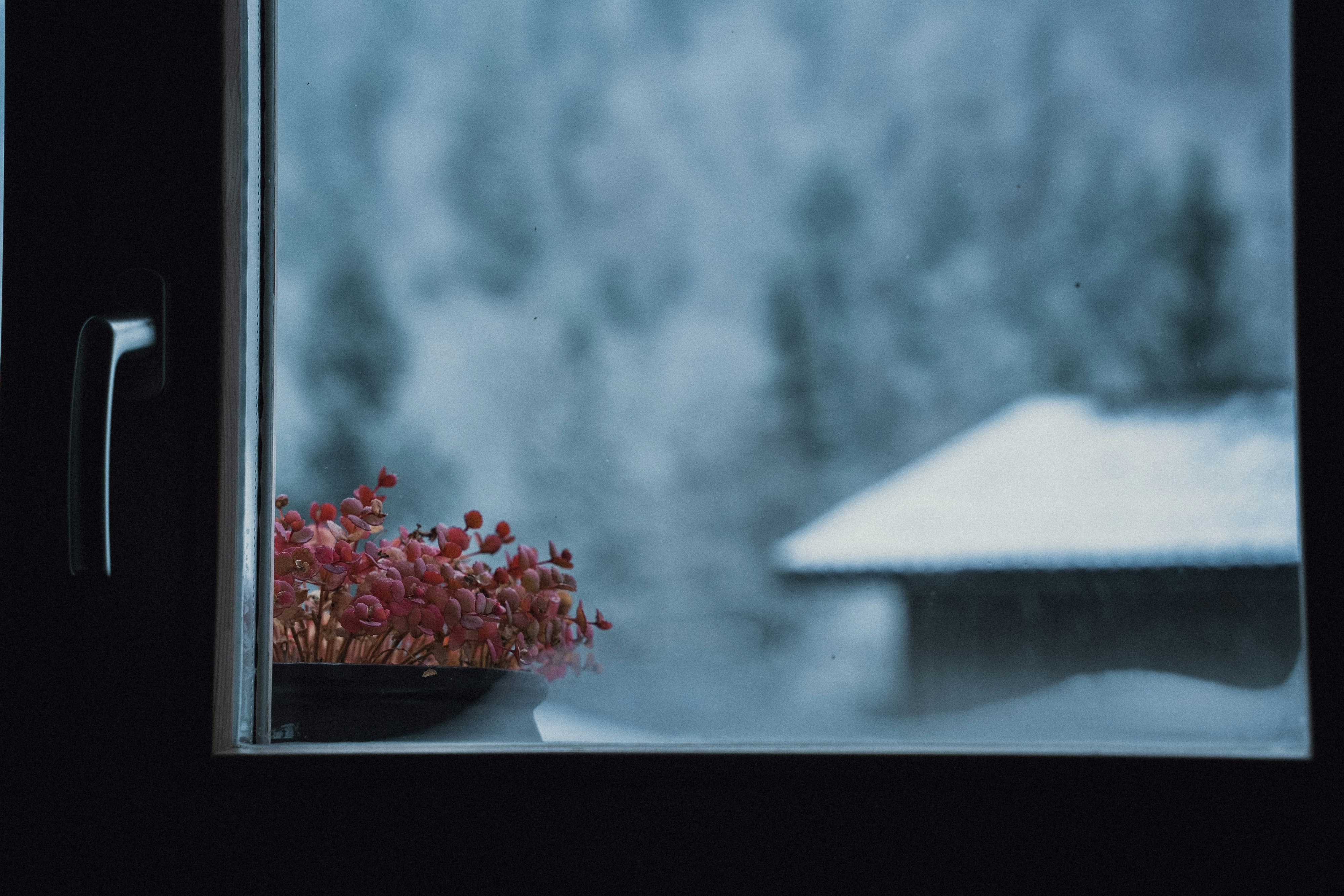 Winter Window Bloom: Red Sprigs against Frosted Glass