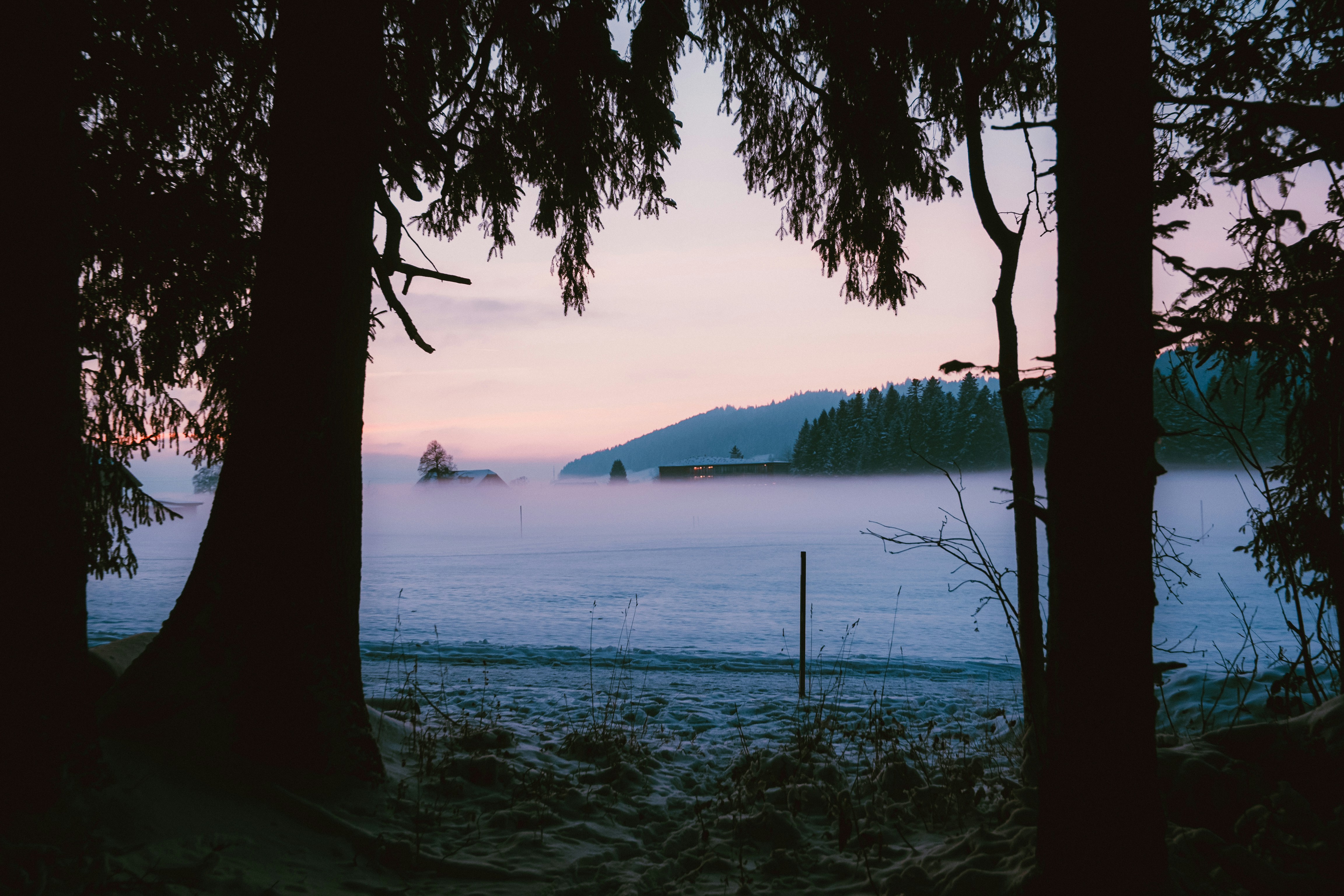 Foam-topped horizon: twilight fjord framed by pines