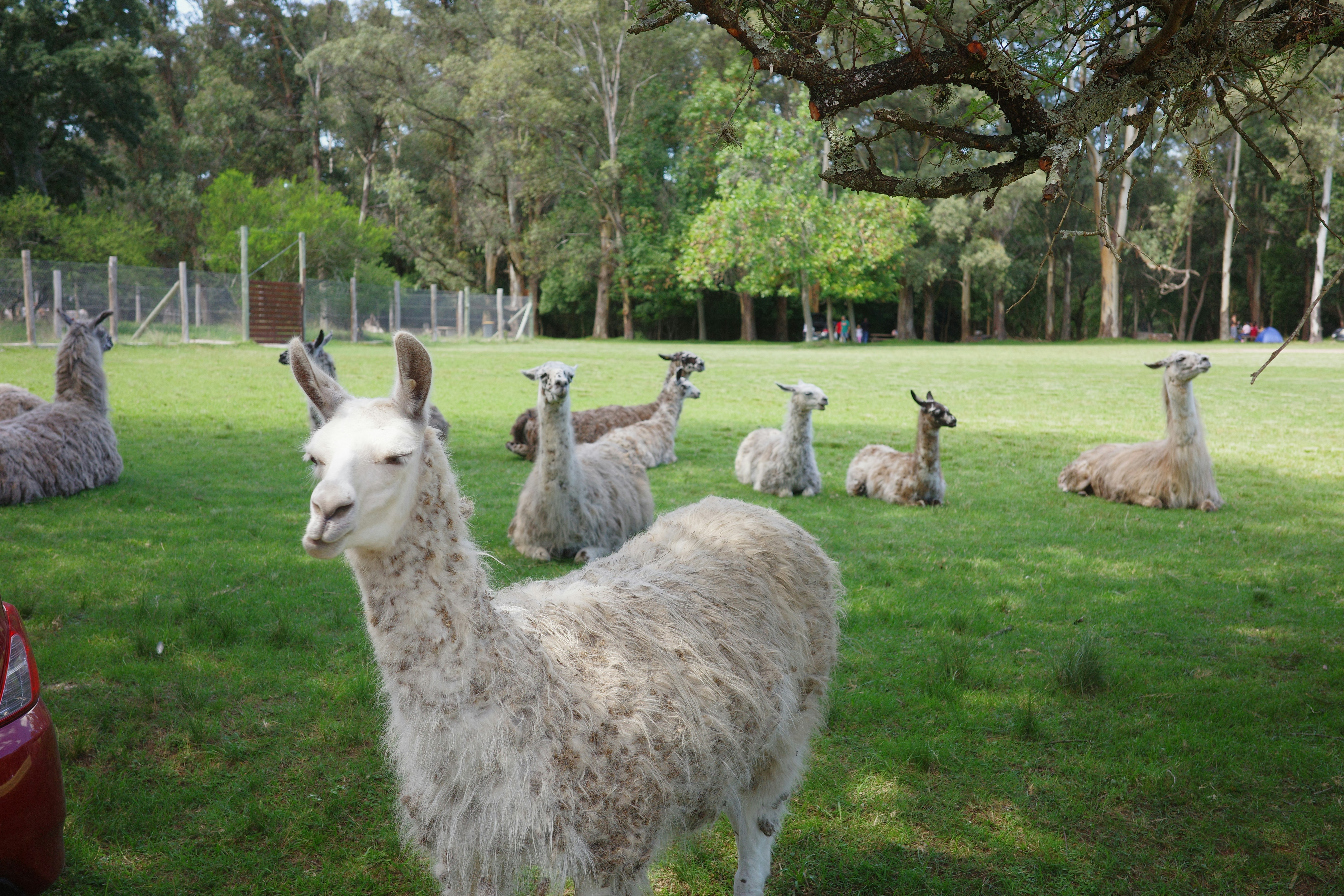 A Curious Flock: Llamas Grazing Under Caramel Clouds