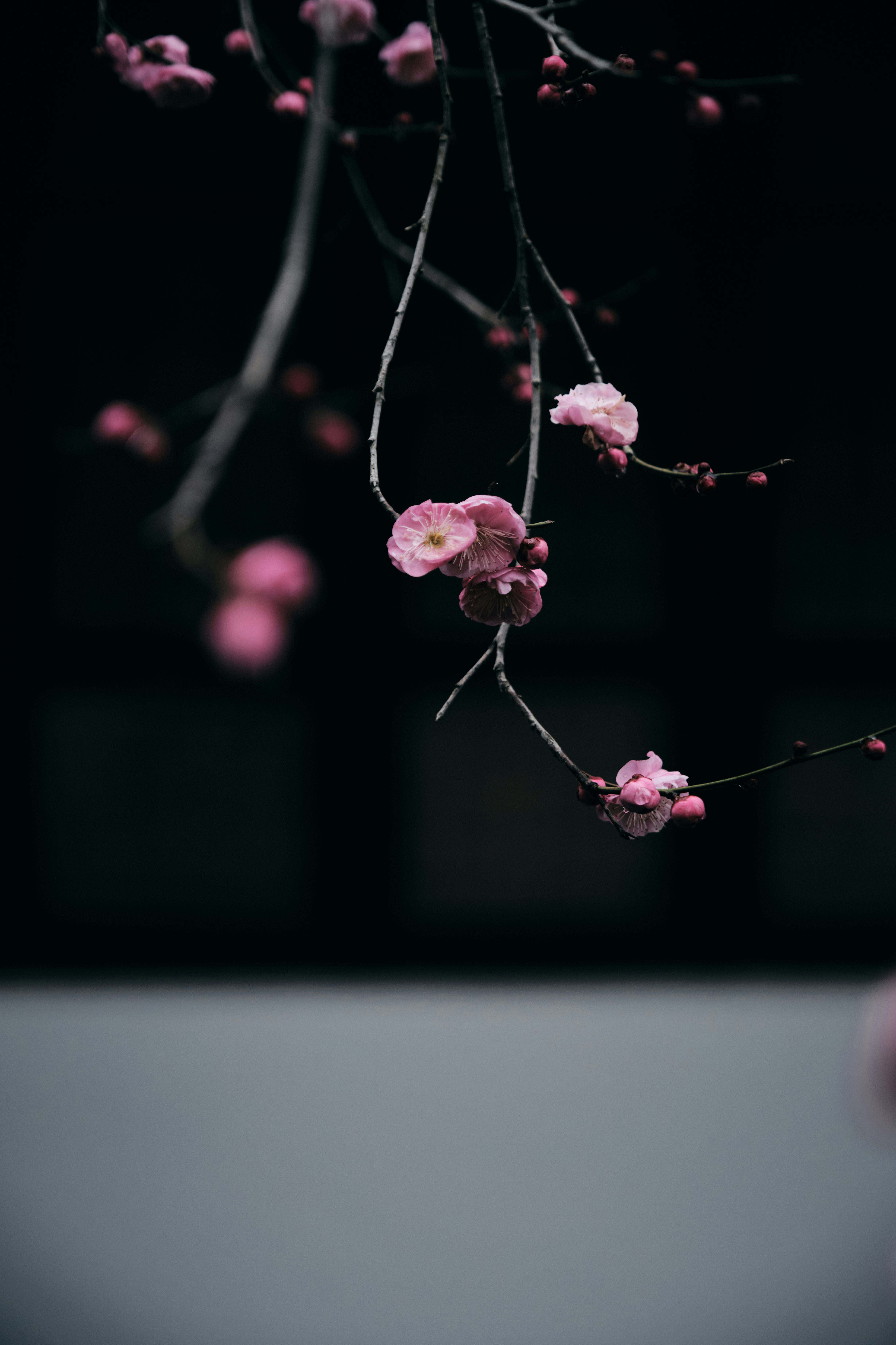 Pink blossoms in a shadowed frame