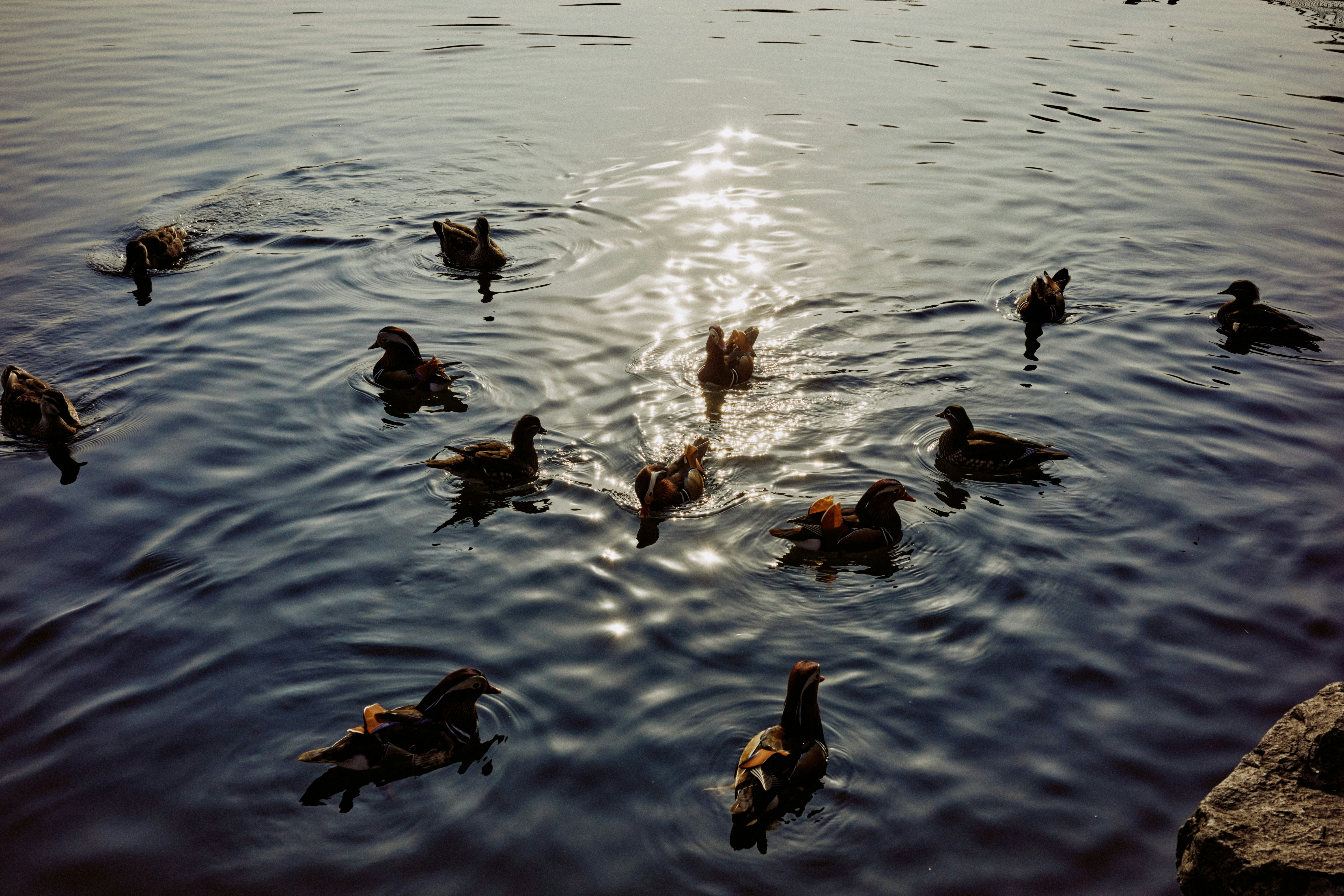 Dawn Chorus: Ducks Gather at the Quiet Shore