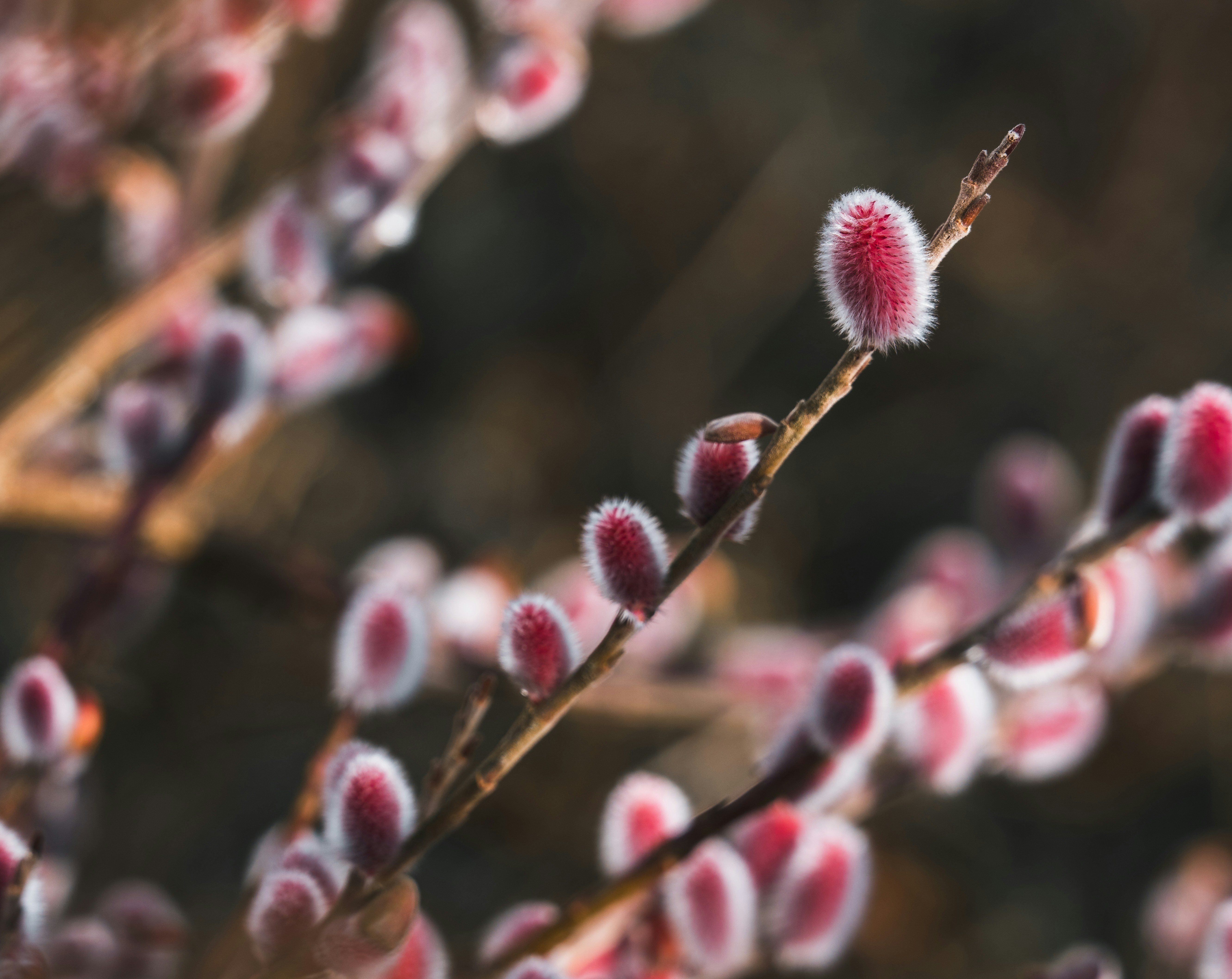 Whispers of Spring: Pale Pussy Willows in Soft Focus