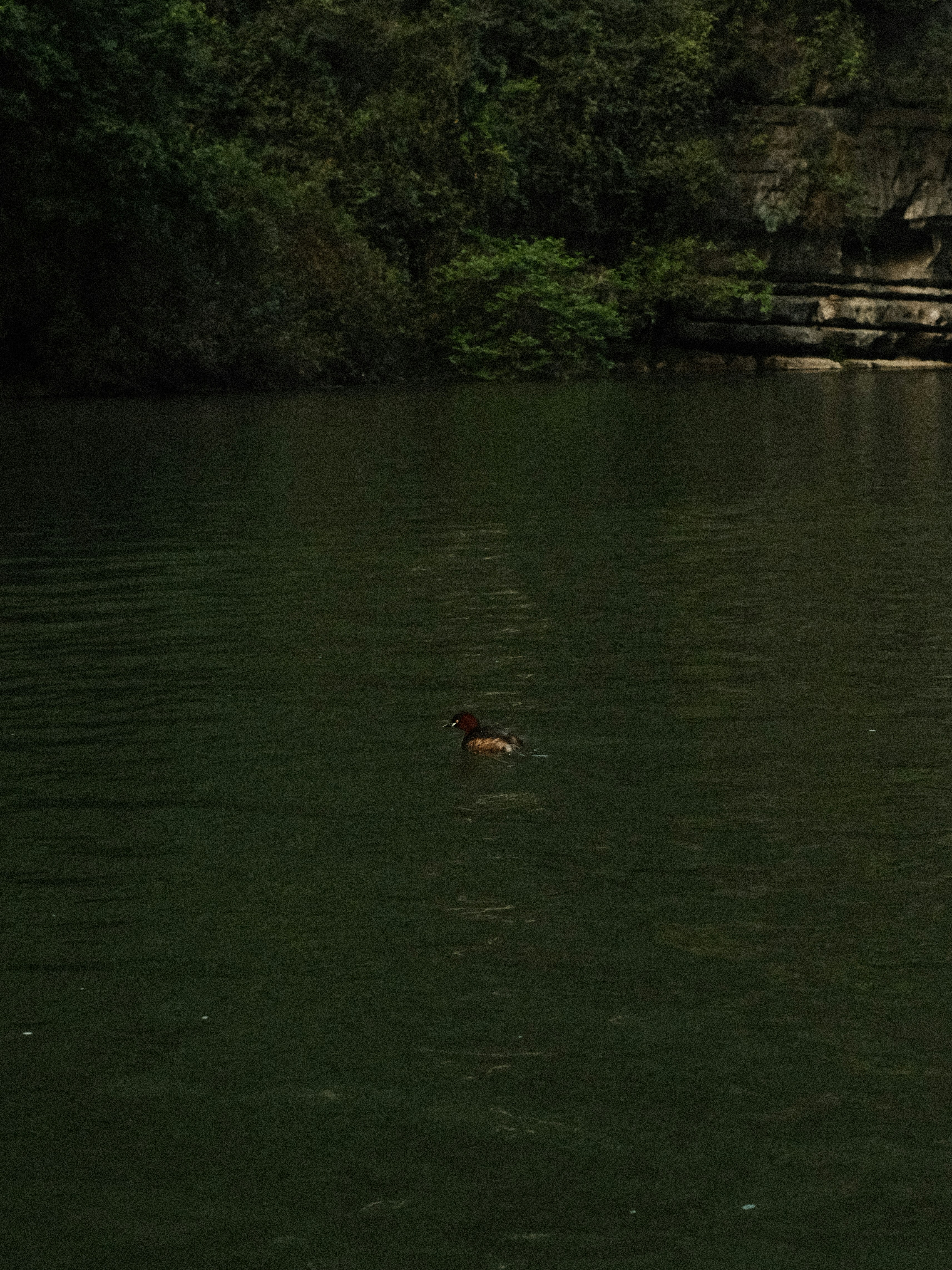 Floating silhouette: a solitary duck on a green문 waters