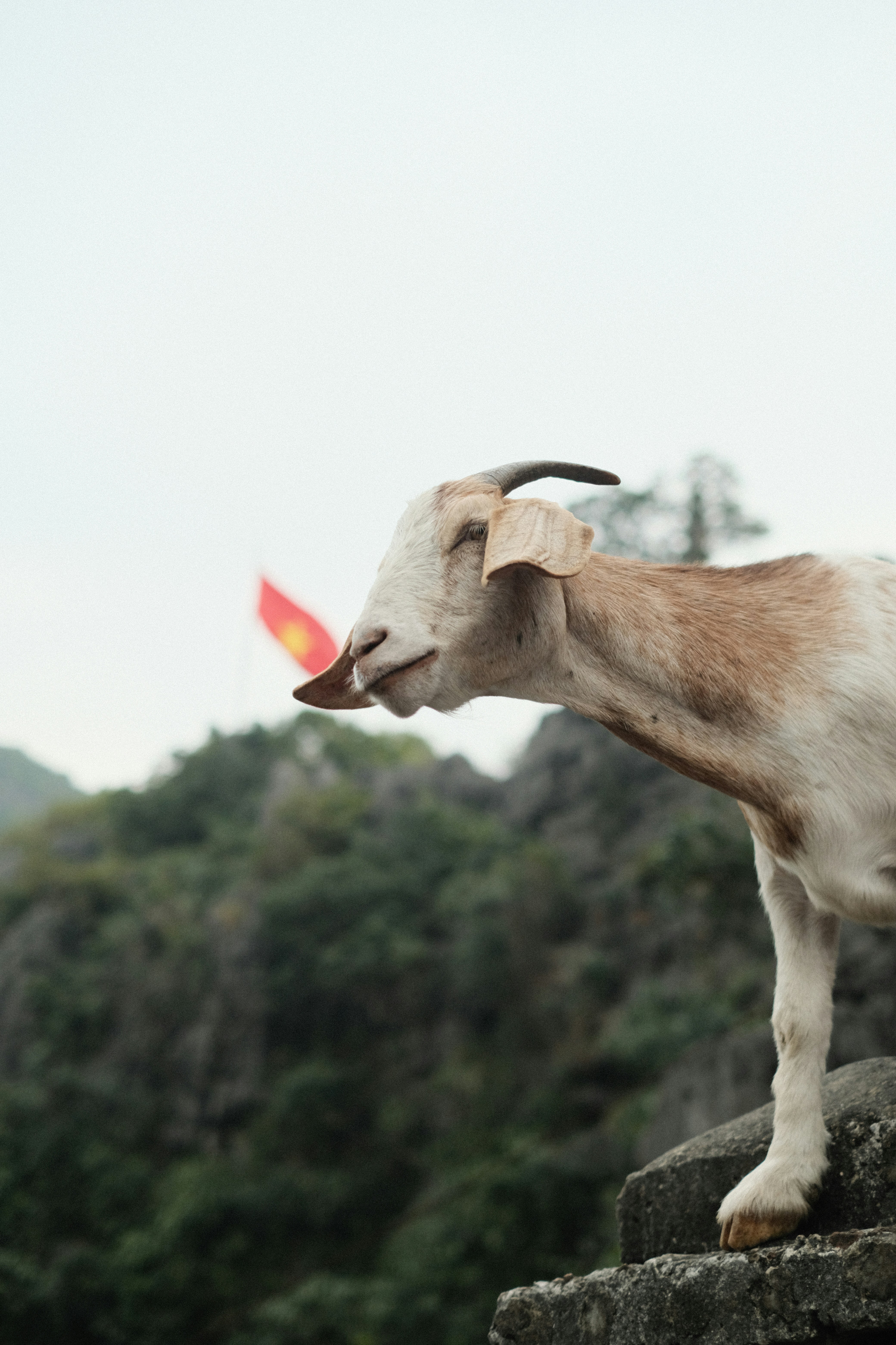 Curiously Poised Mountain Goat Overlook