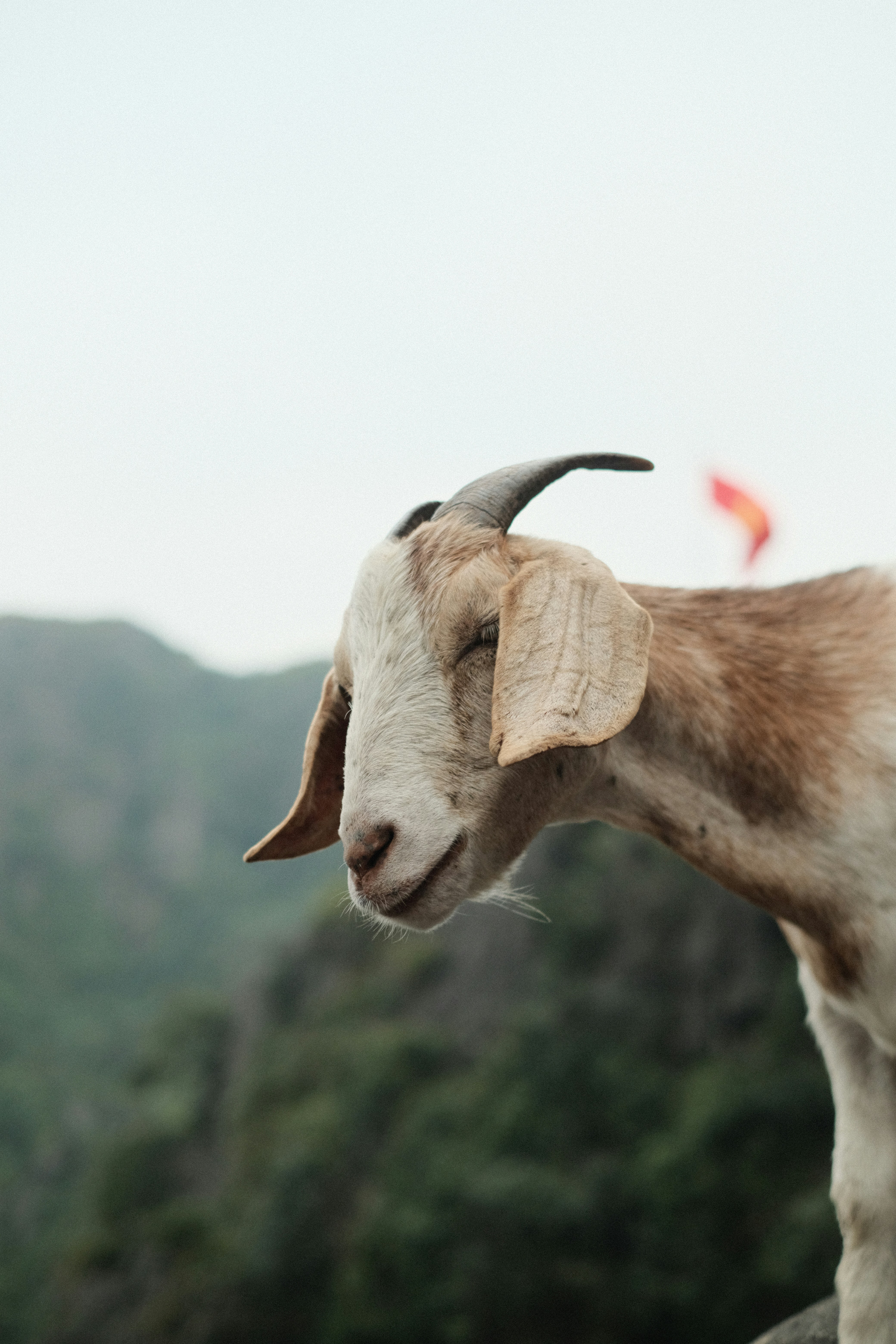 Graceful Curiosity: A Goats’ Quiet Gaze Above a Looming Landscape