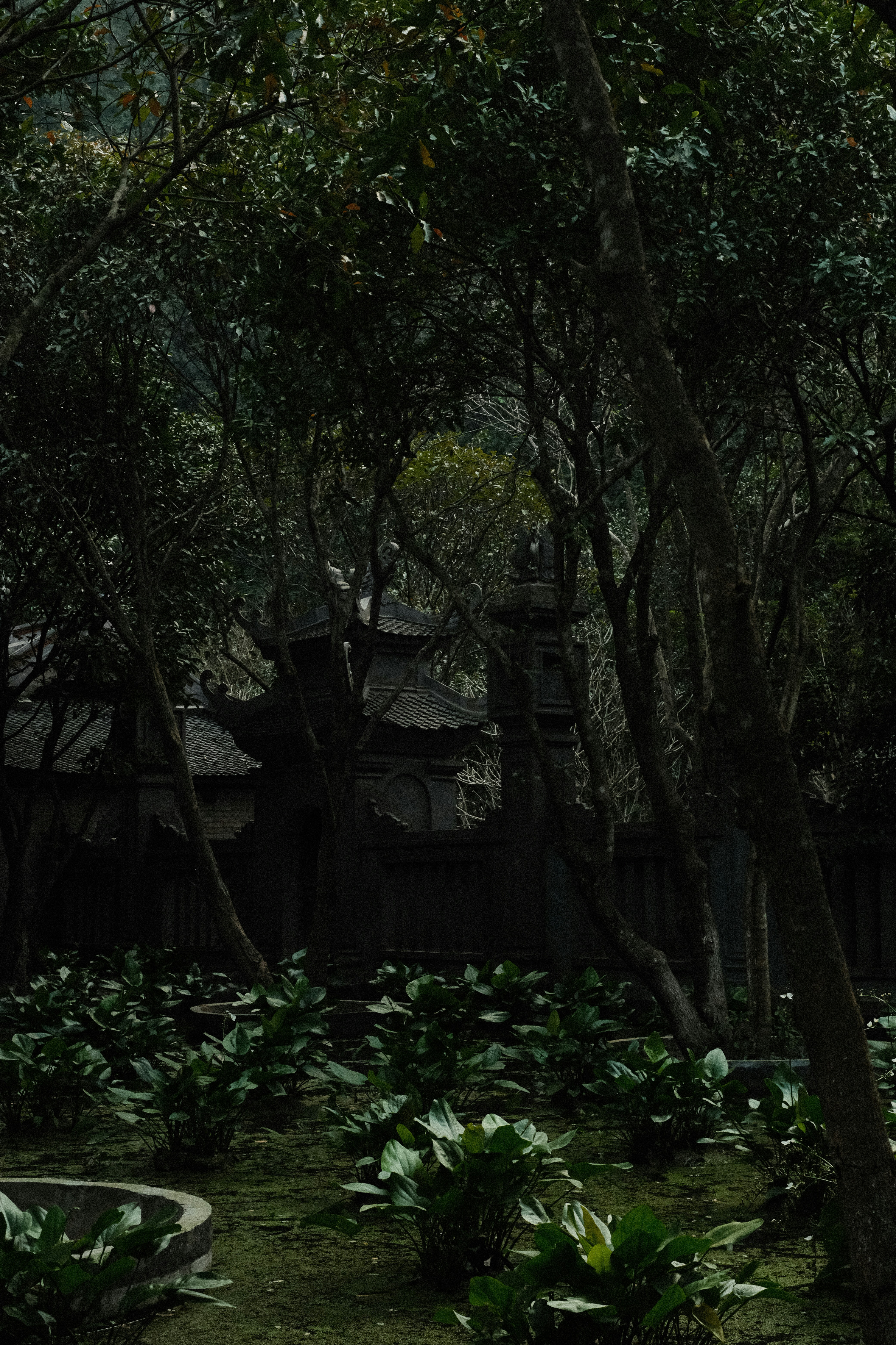 Shadowed Courtyard Garden with Traditional Pavilion Hidden Among Trees