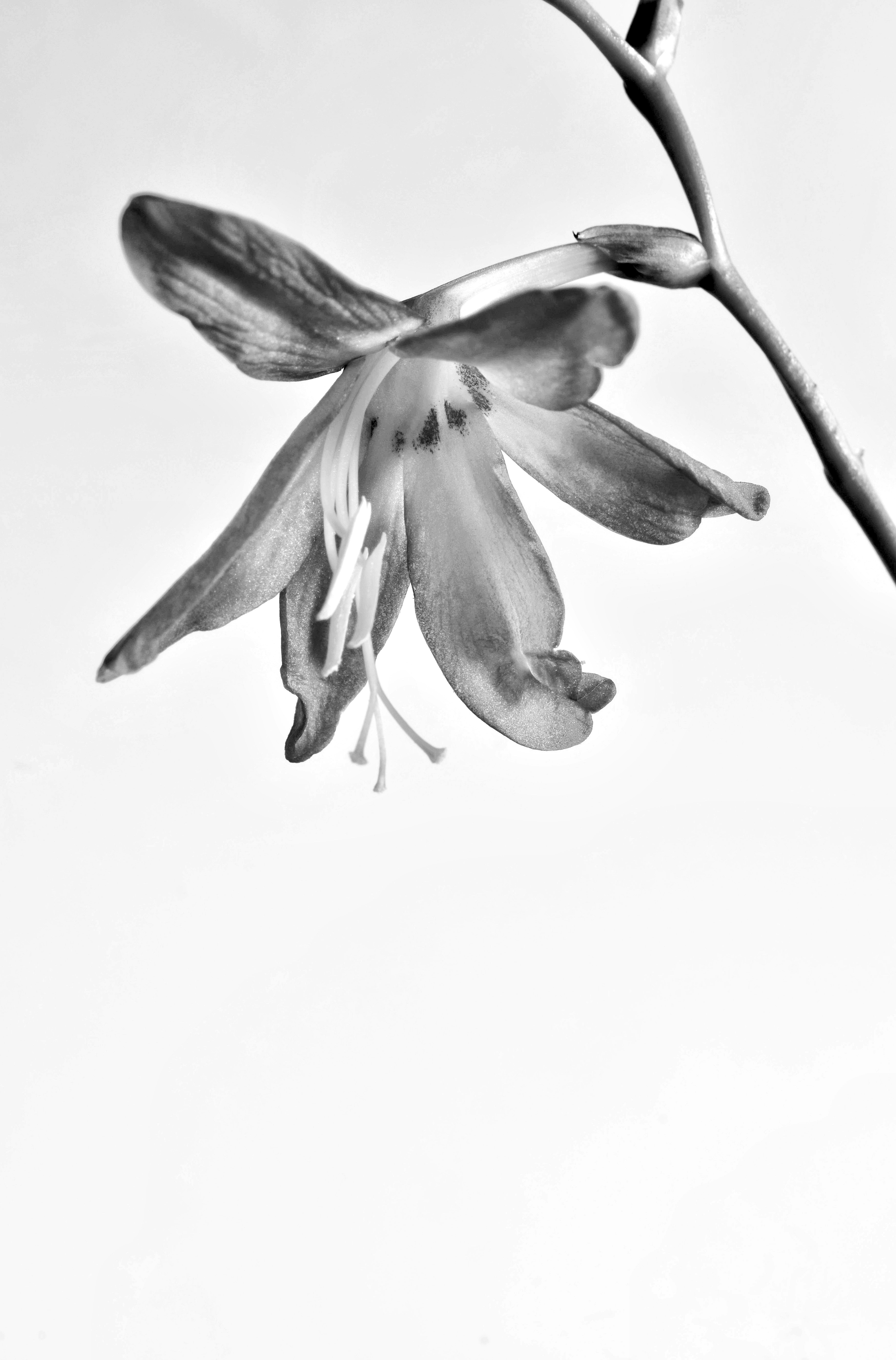 Bloom in monochrome: delicate orchid petal against a pale sky