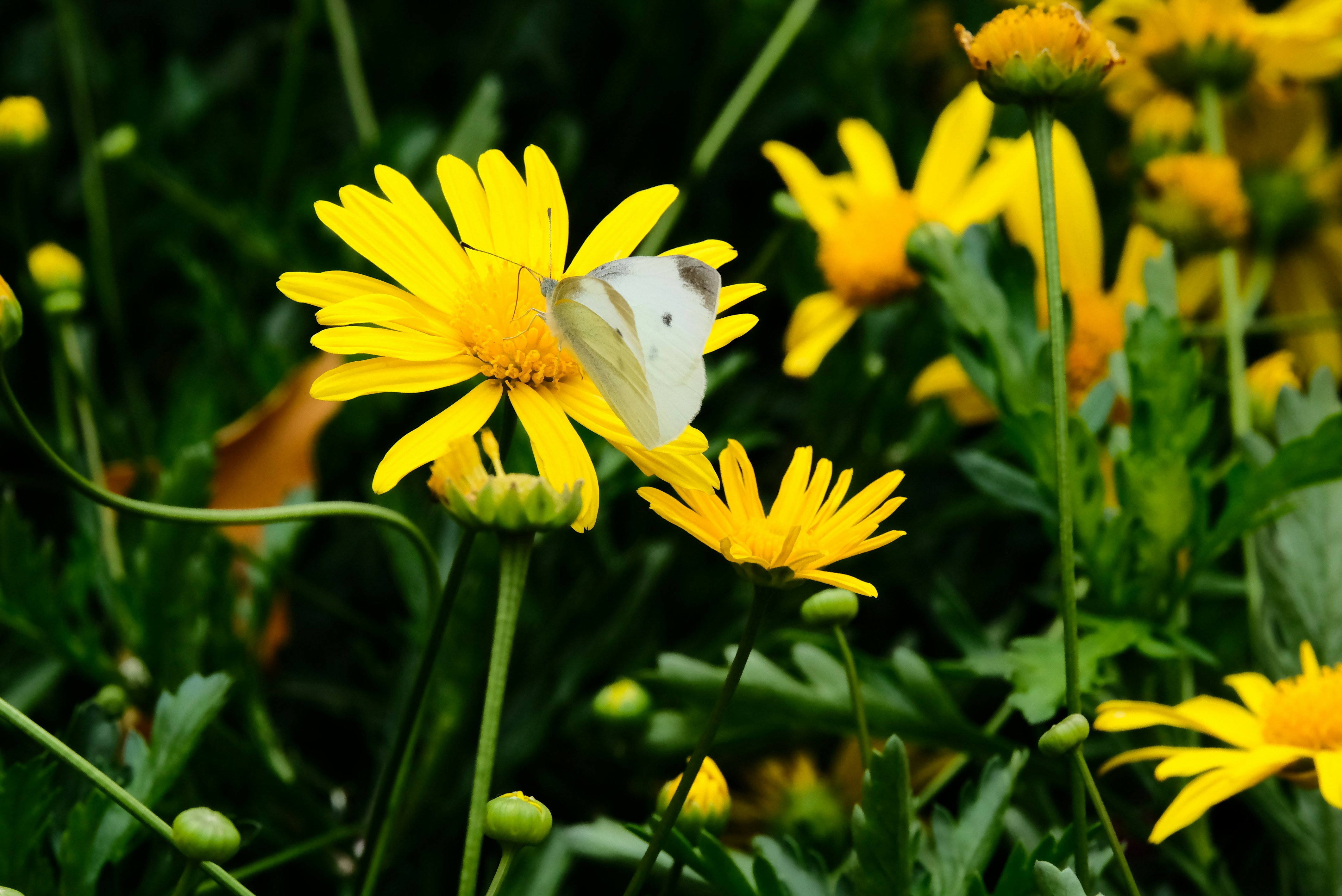 White butterfly on a sunlit yellow daisy in a meadow