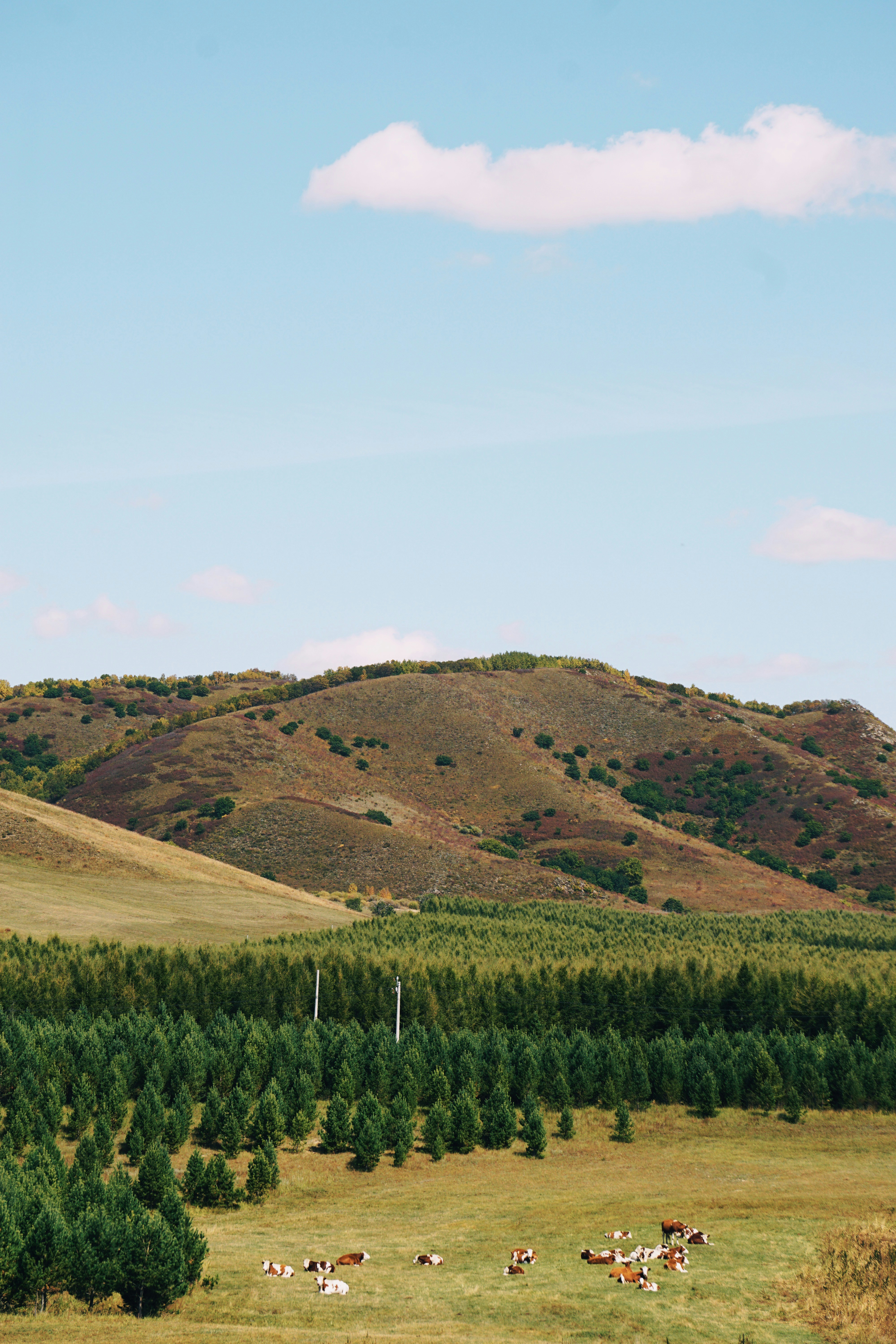 Pasture at the Foot of Gentle Hills Under a Clear Sky