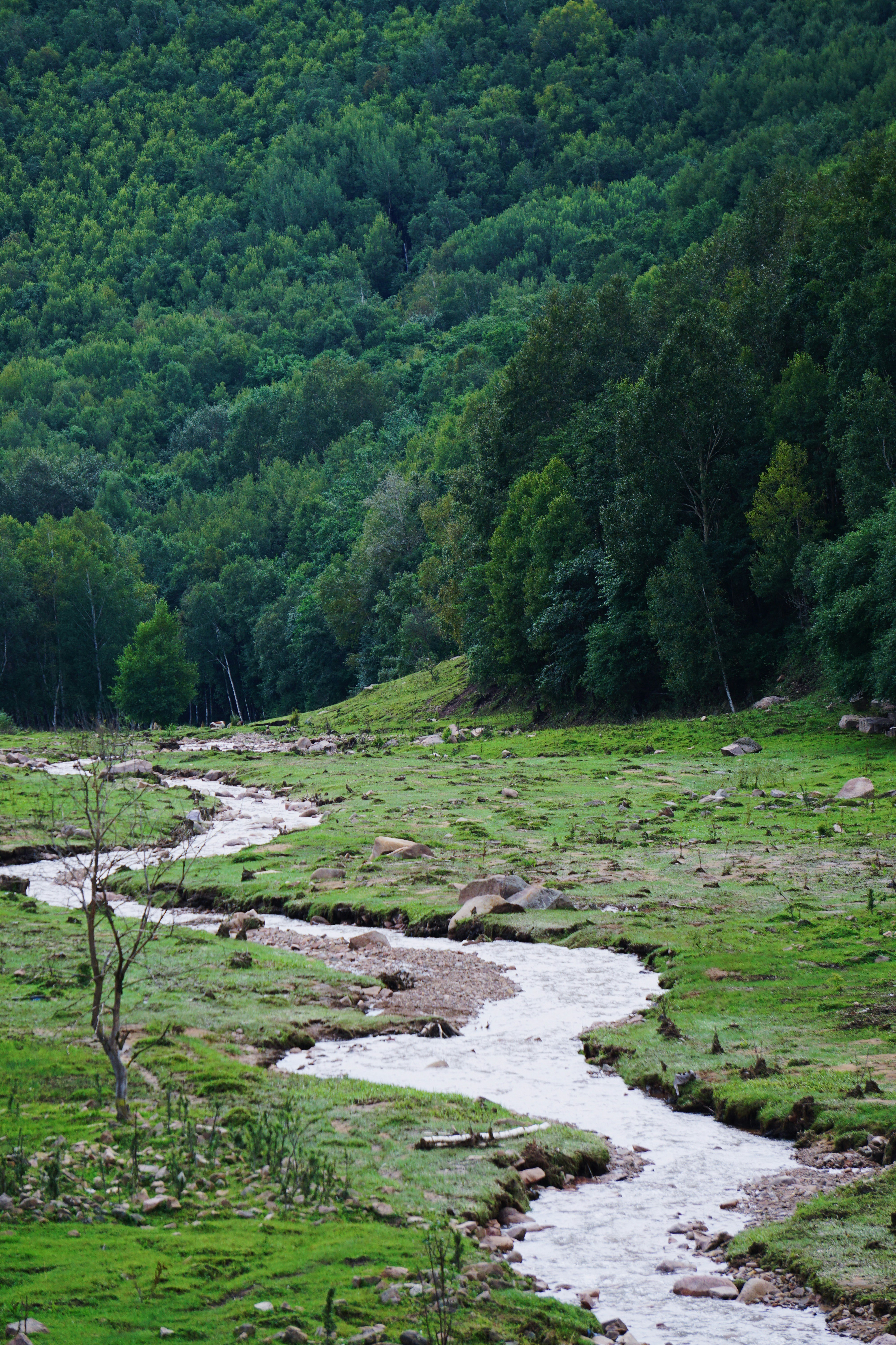 Meandering Stream Through a Green Valley at Forest Edge