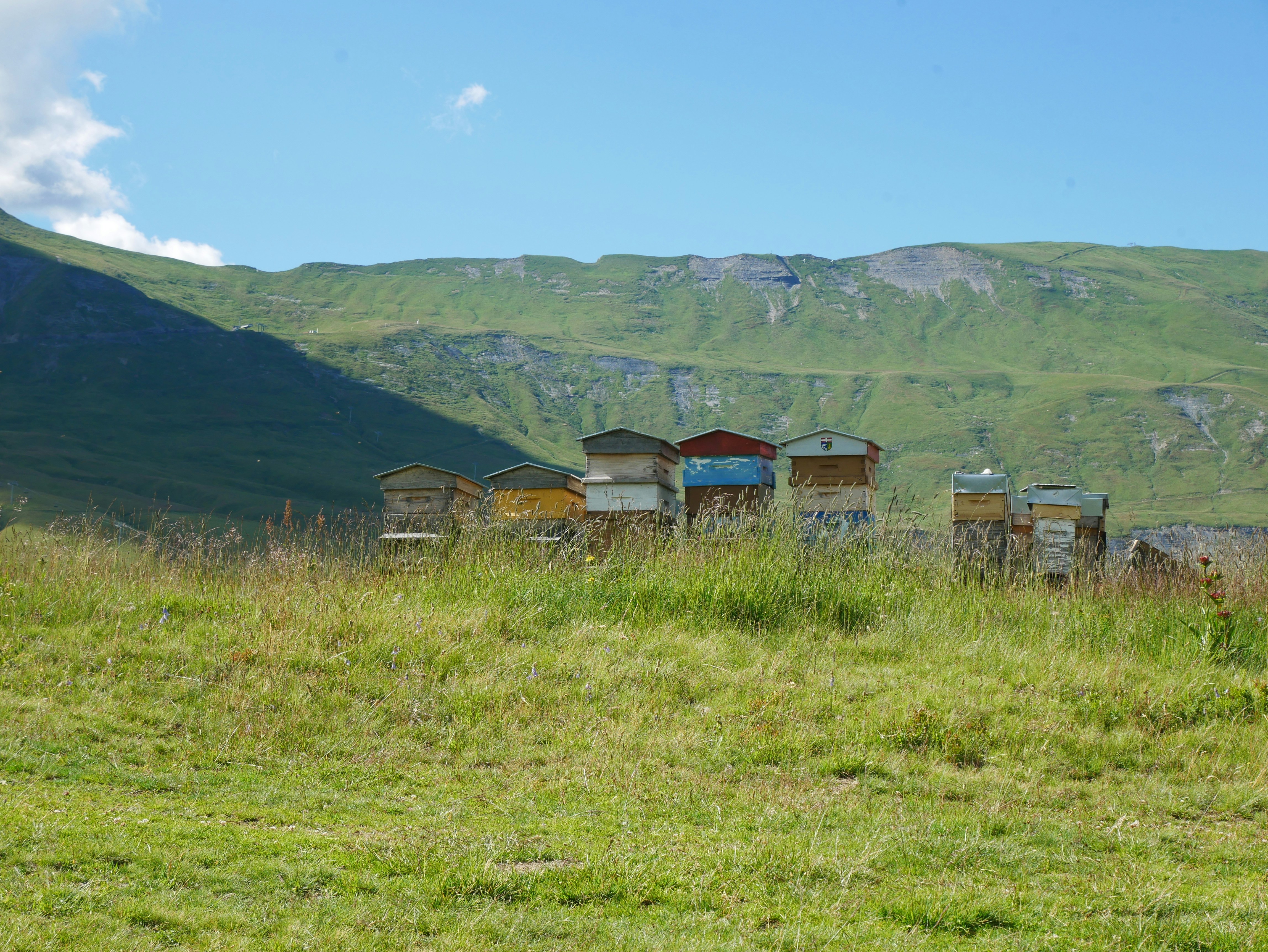 Bees on the Hill: A Row of Colorful Hives Against Rolling Green Slopes