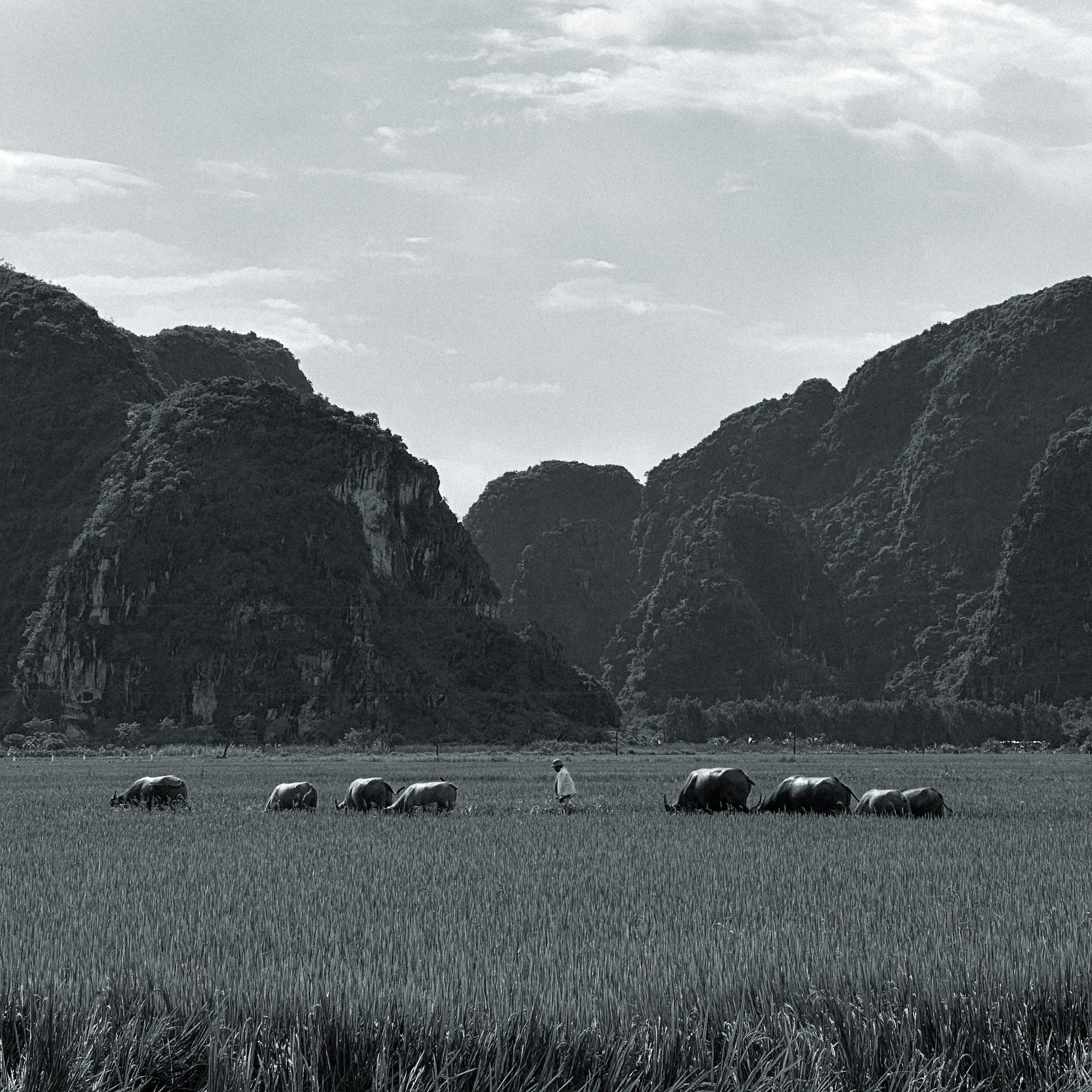 Pastoral Watch: A Herdwalking Moment Amid Vast Limestone Backdrops