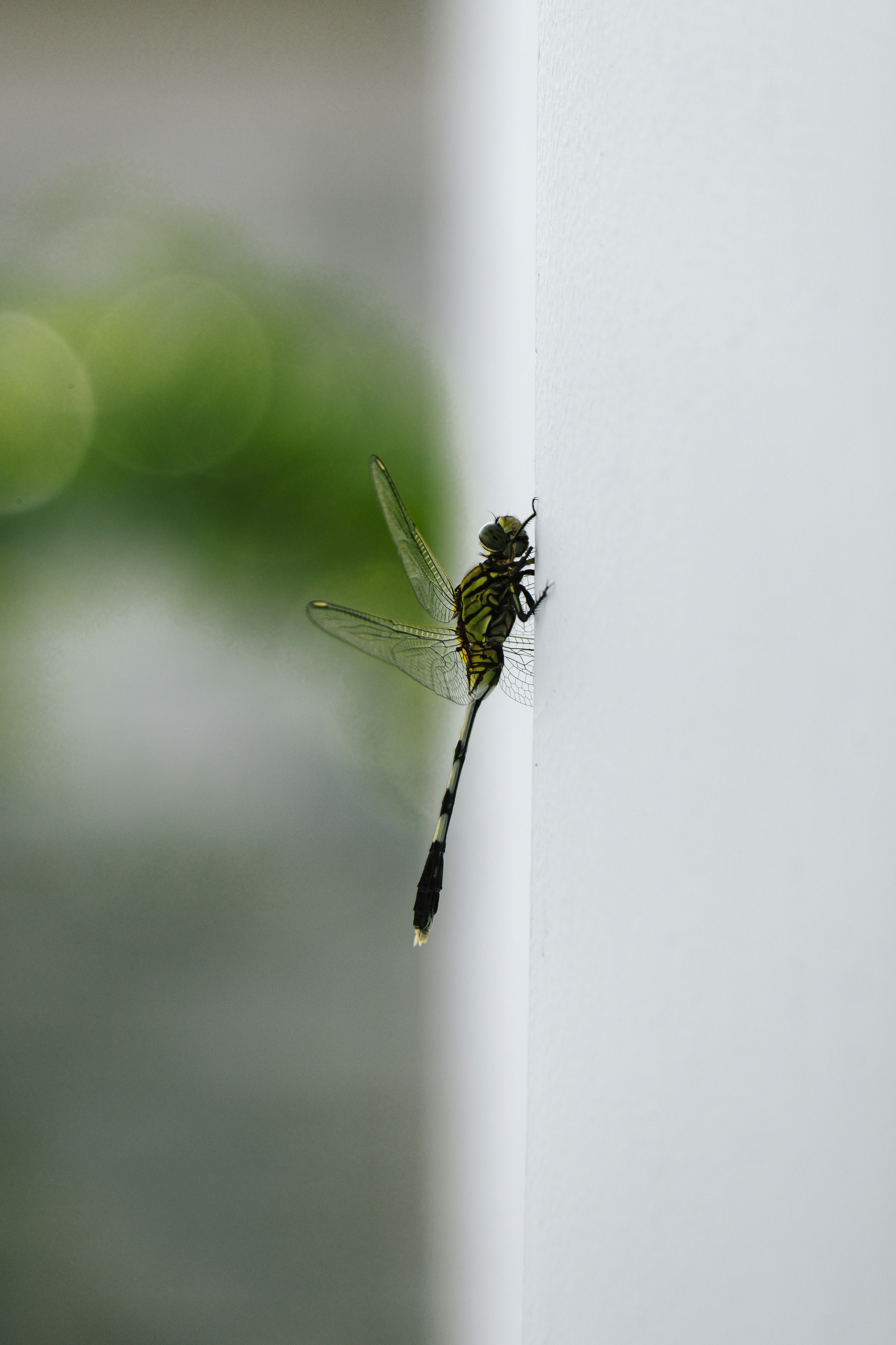 Dragonfly on the White Edge: A Delicate Moment of Nature