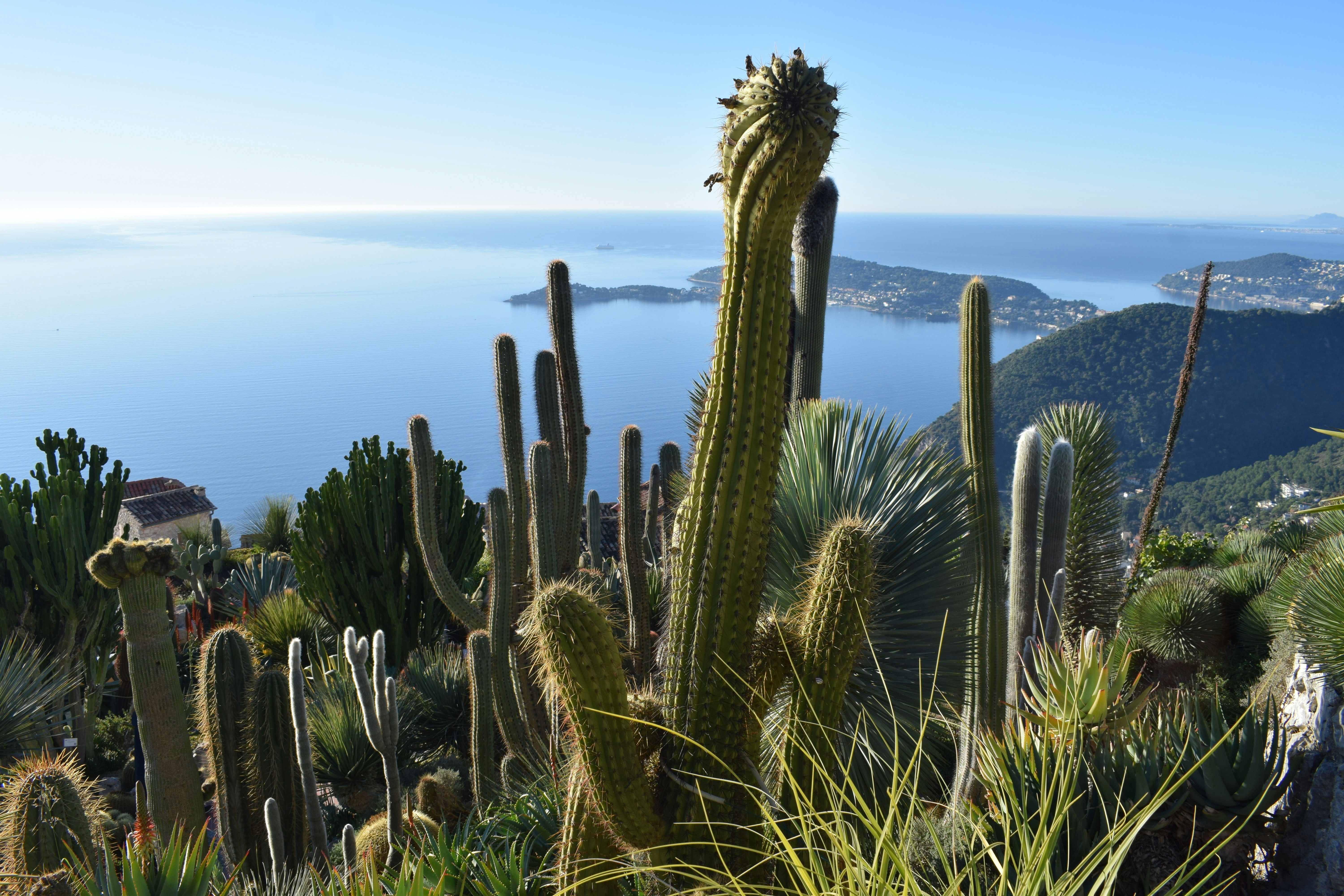 Cacti against a coastal panorama with a distant blue sea