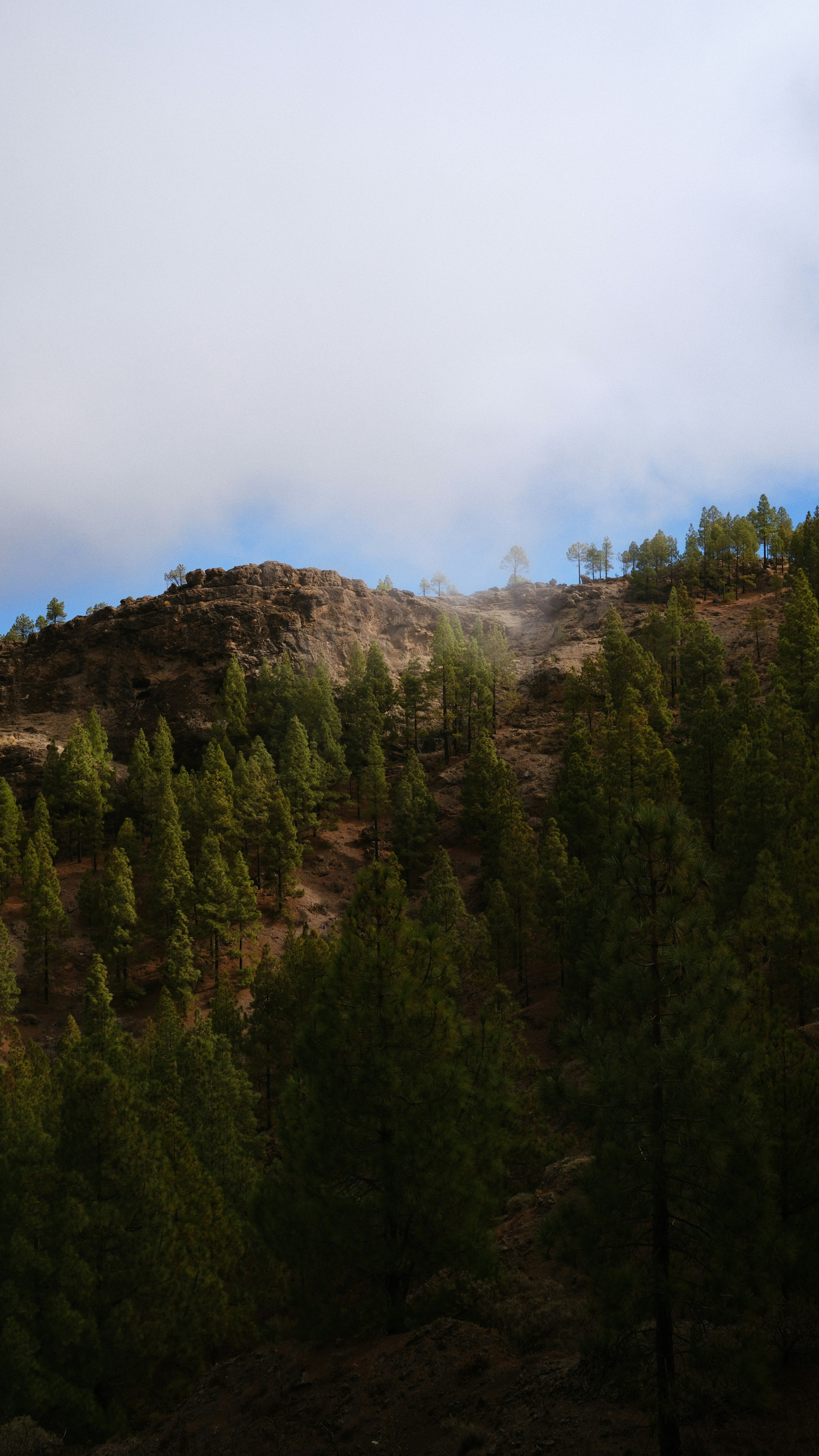 Sunlit Ridge: Pines Crowned by Morning Mist