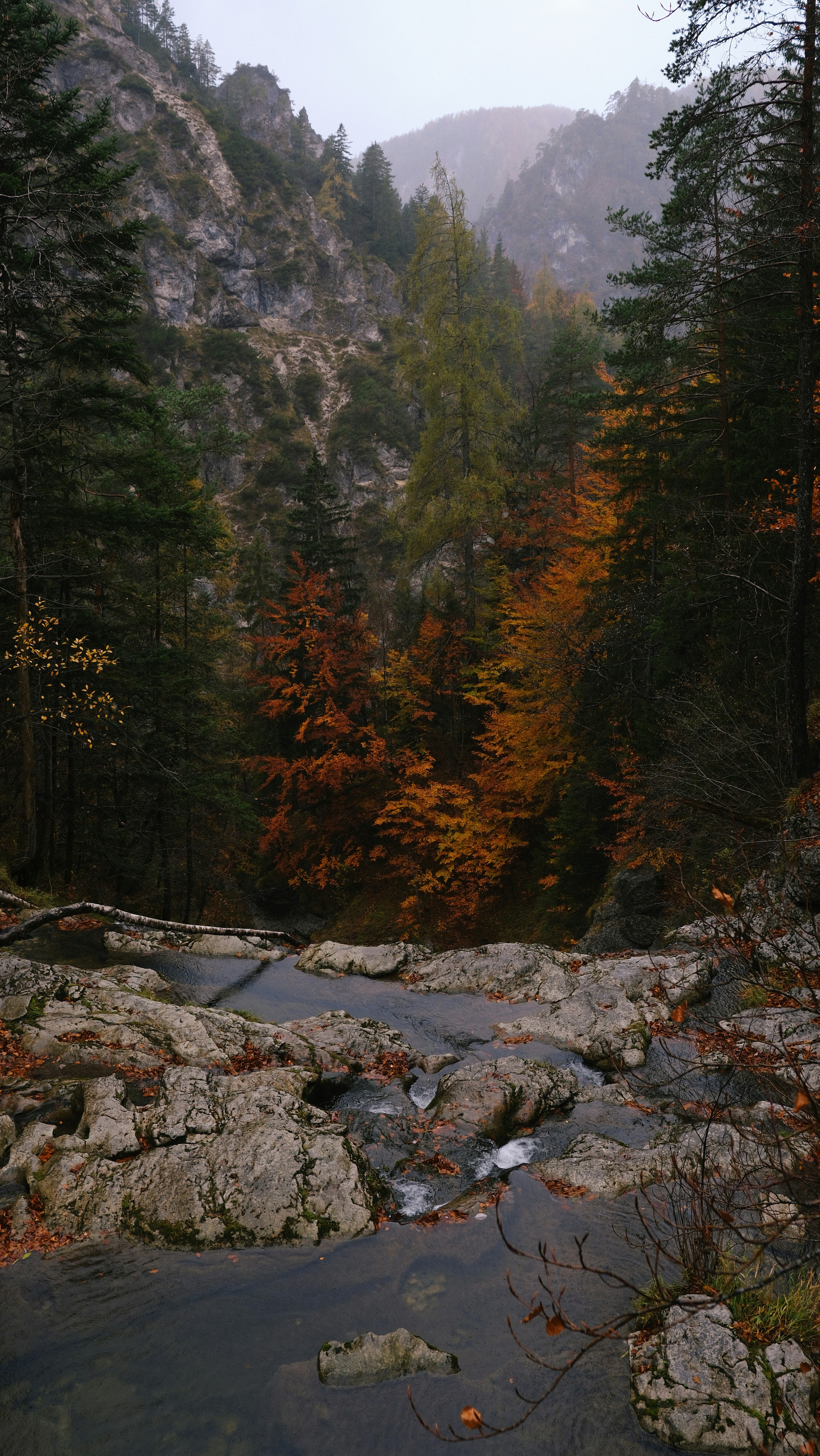 Autumn River Gorge: Misty Caldera of Pines