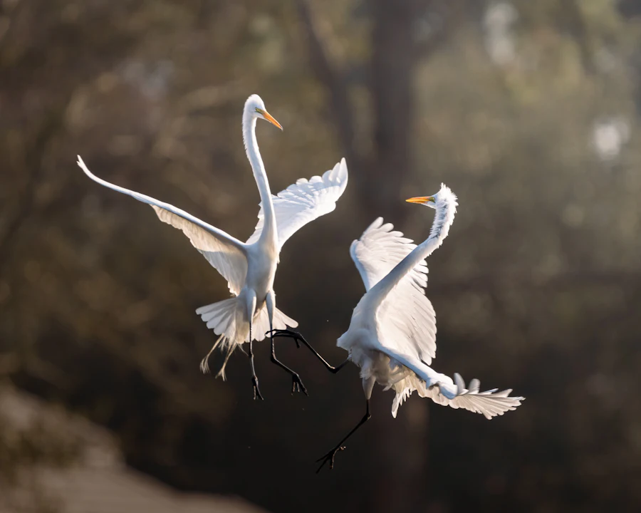 Two white egrets lift off with wings spread against a softly blurred autumnal background, capturing motion and light on a late afternoon scene.