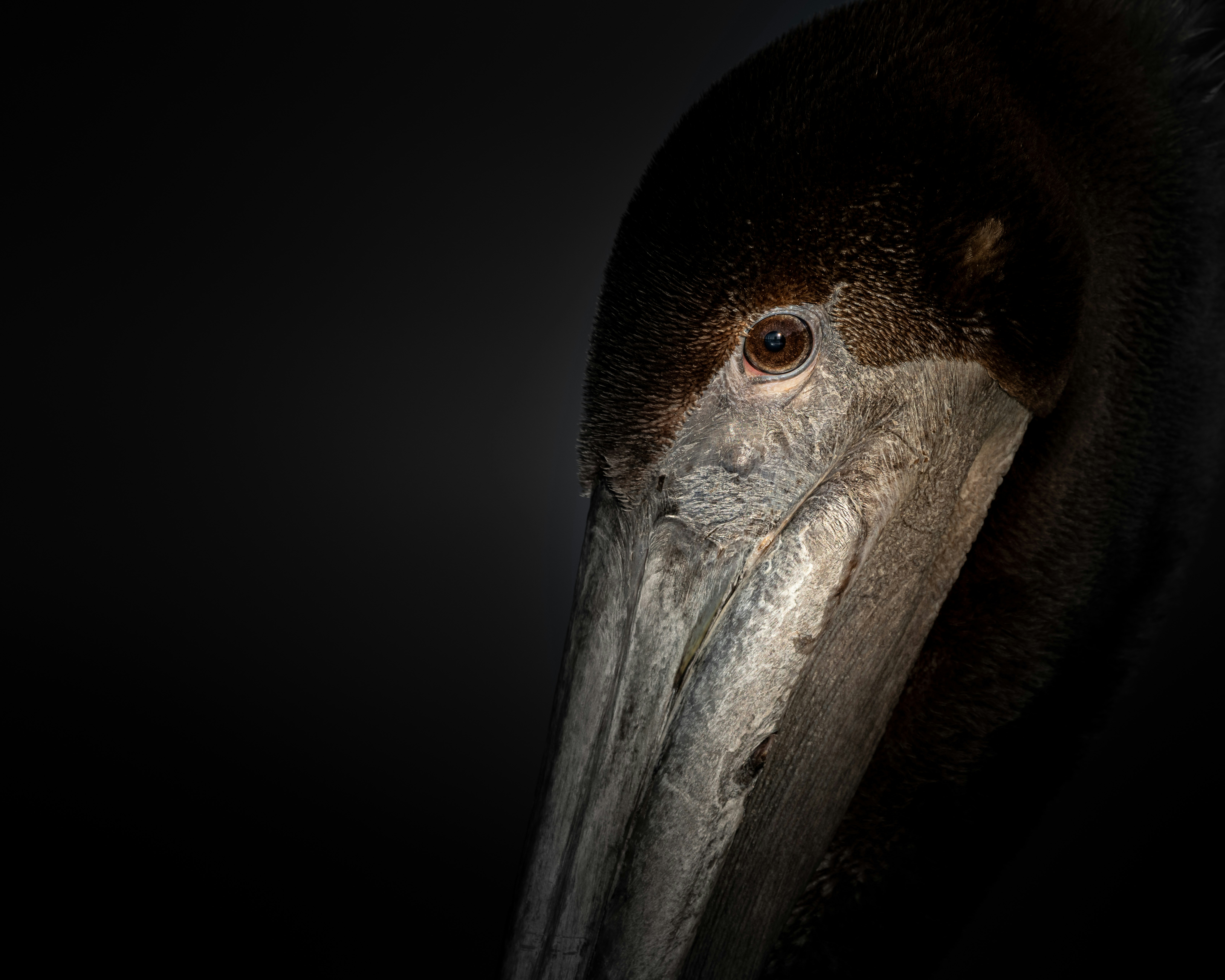 Shadowed Beak: A Close Portrait of a Pelican in Darkness