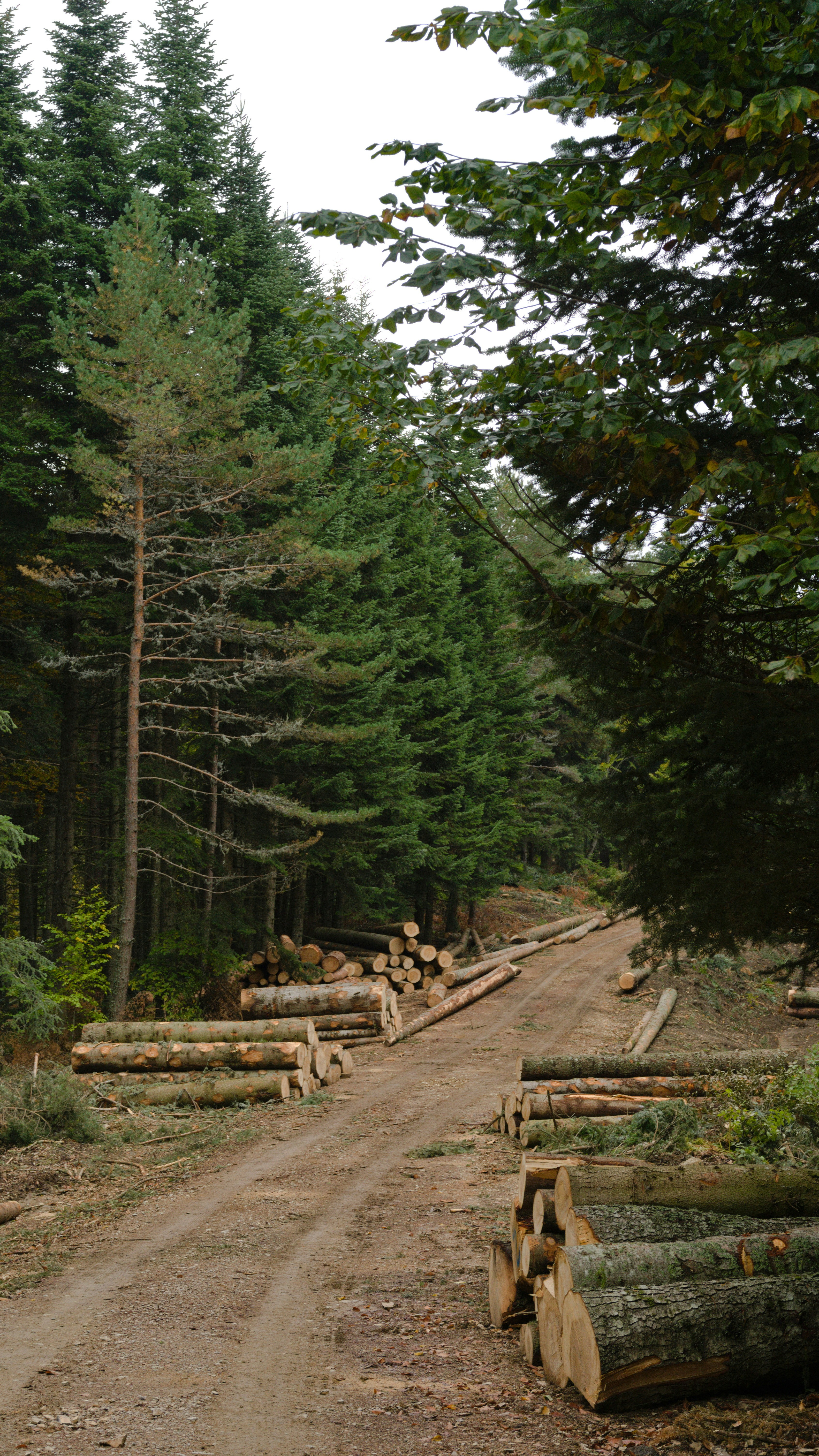 Log Highway Through Quiet Pine Corridor