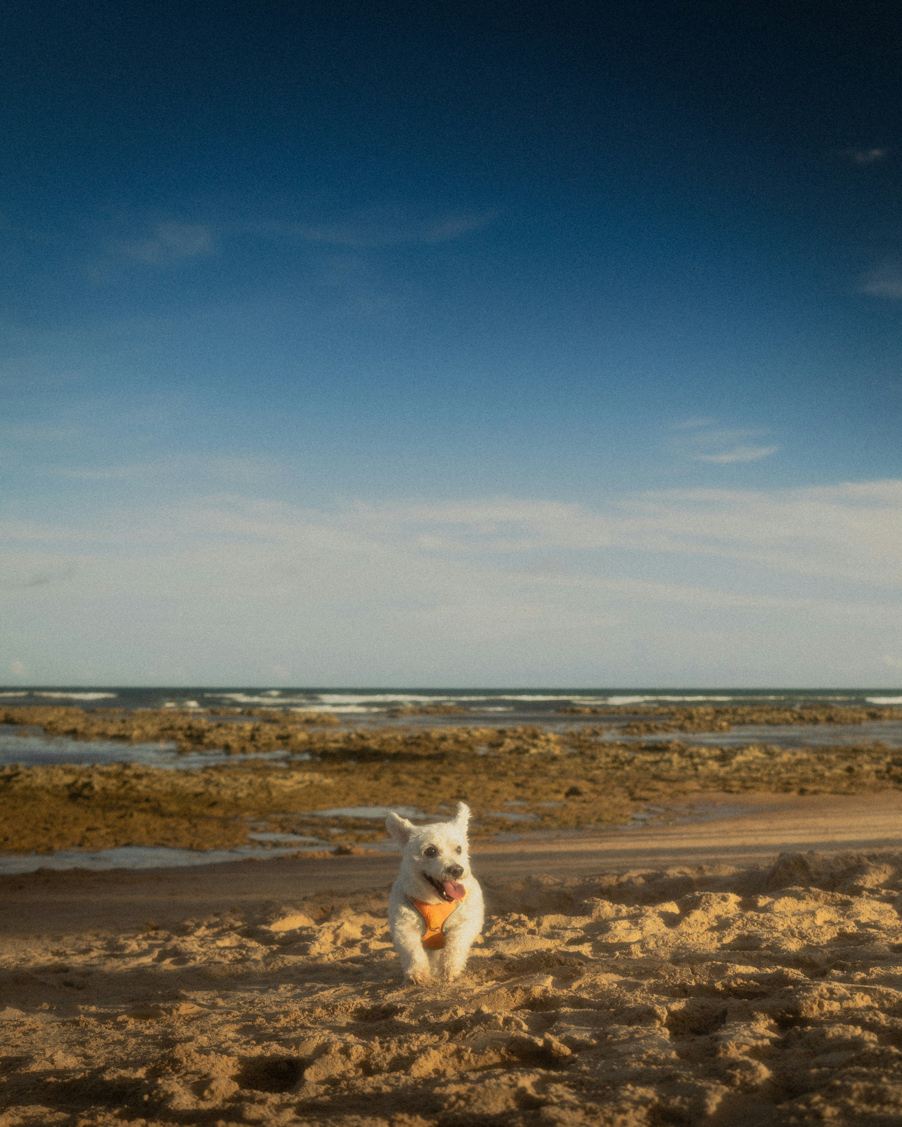 Sunny Beach Run: A White Dog Against the Dune and Sea