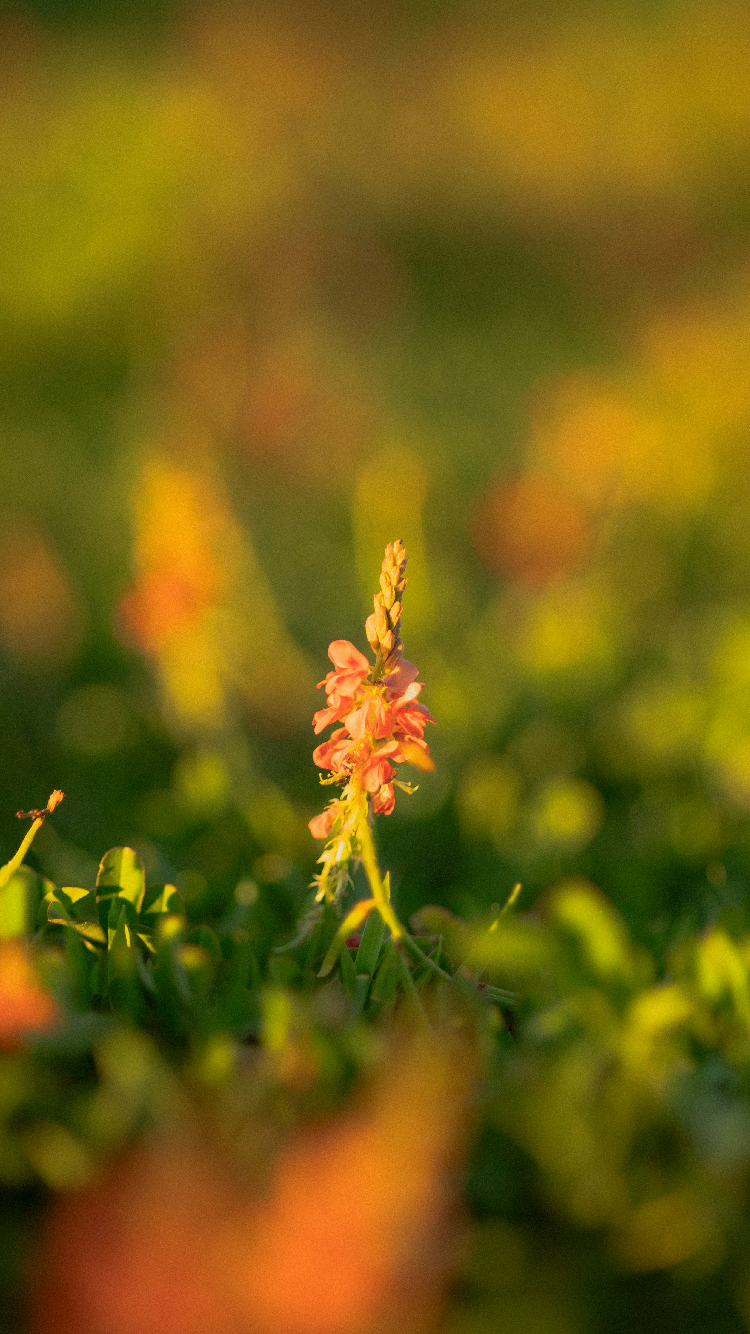 A single coral bloom rising above a sea of soft green and gold