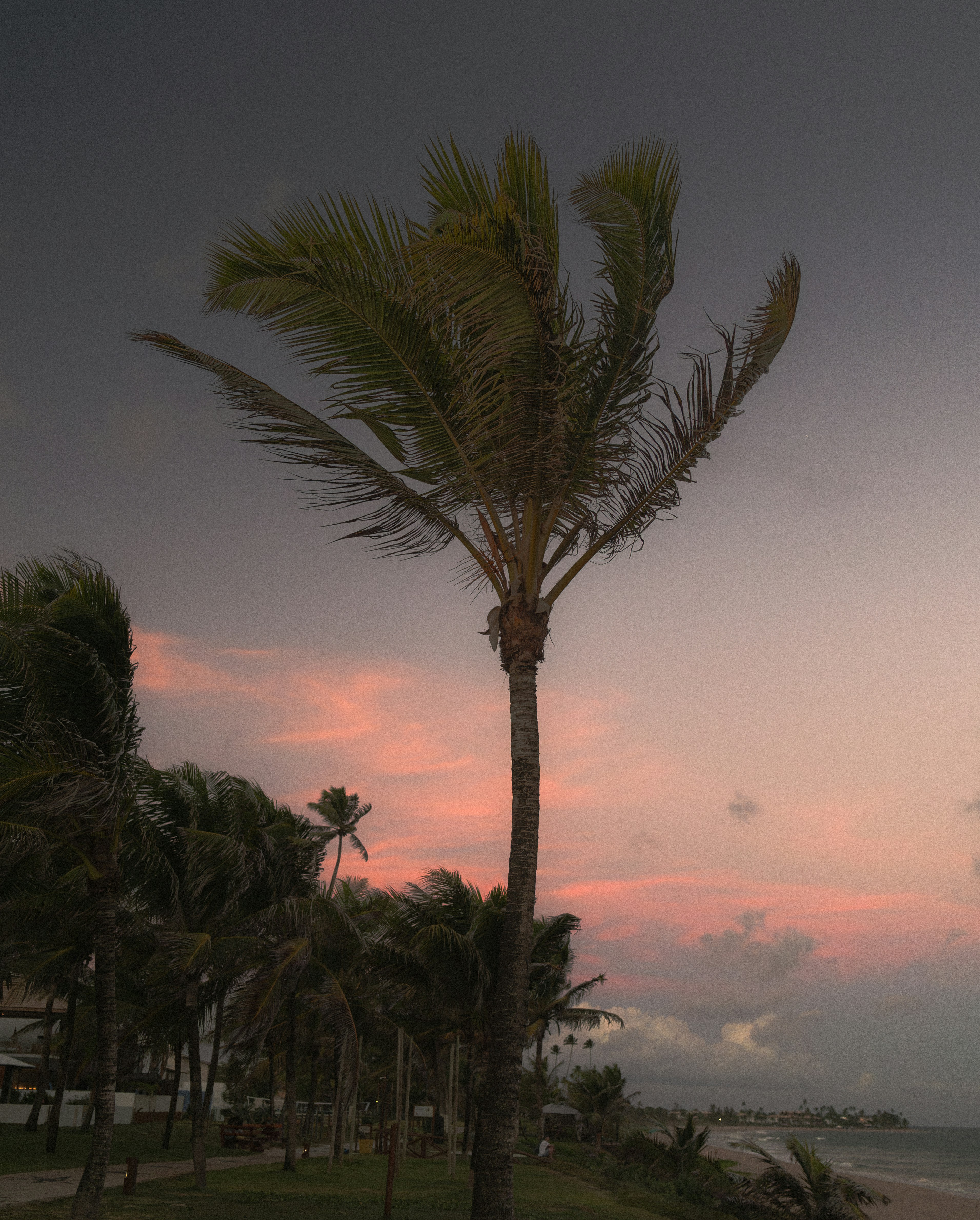Palm Sentinel at Sunset Beach