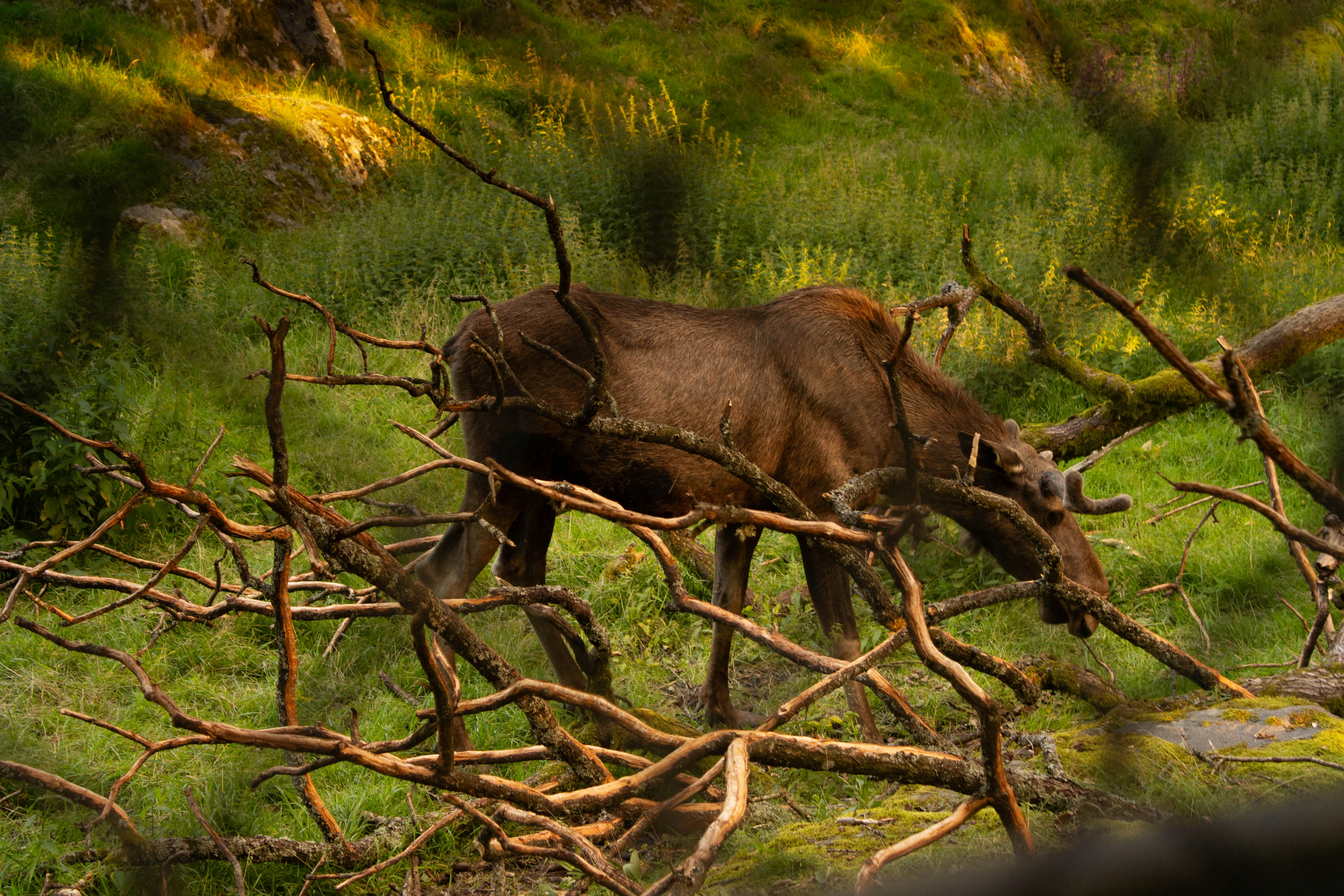 Hidden Grazer: A deer lingered among weathered branches in a sunlit meadow