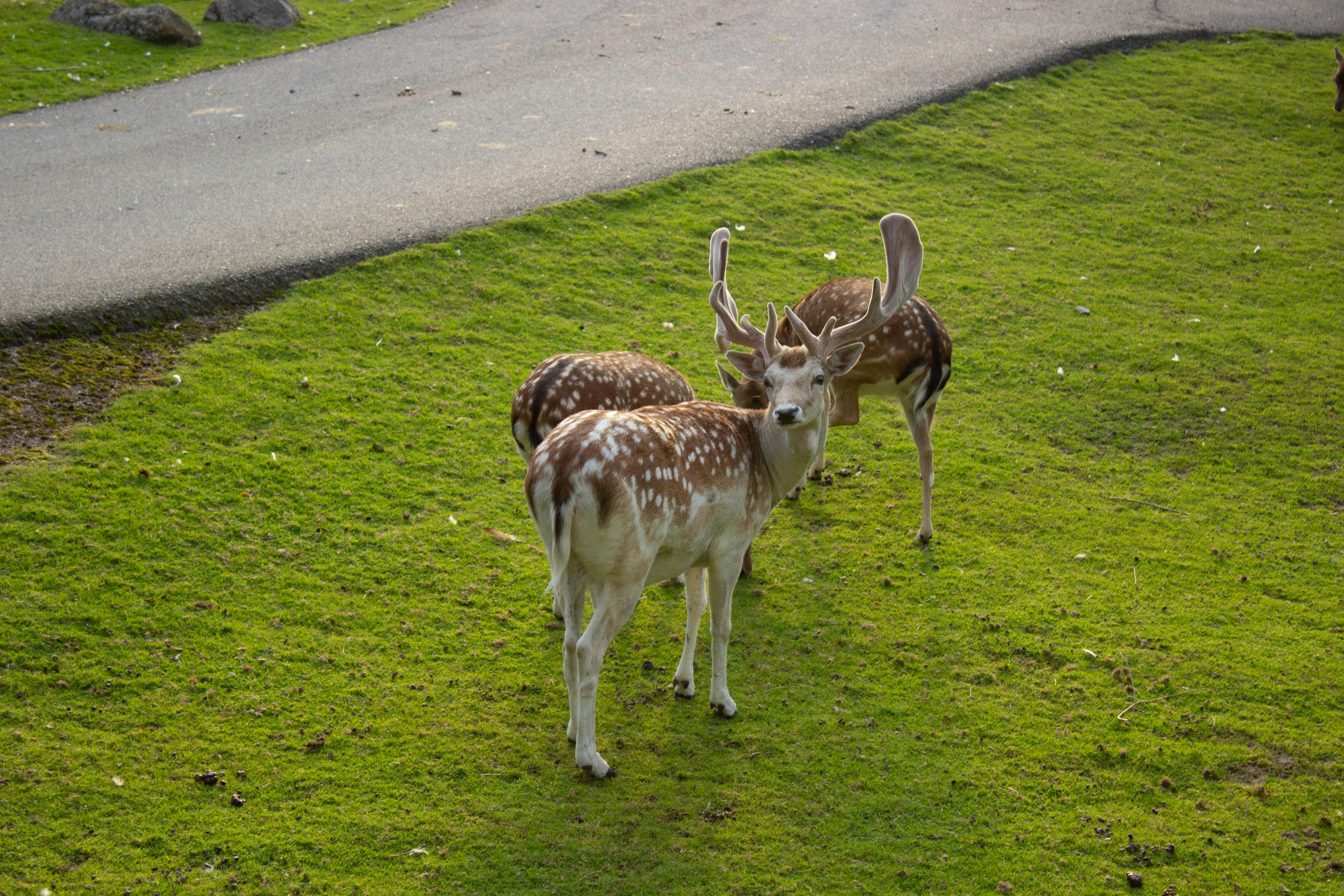 A Quiet Encounter Among Deer on Sunlit Grass