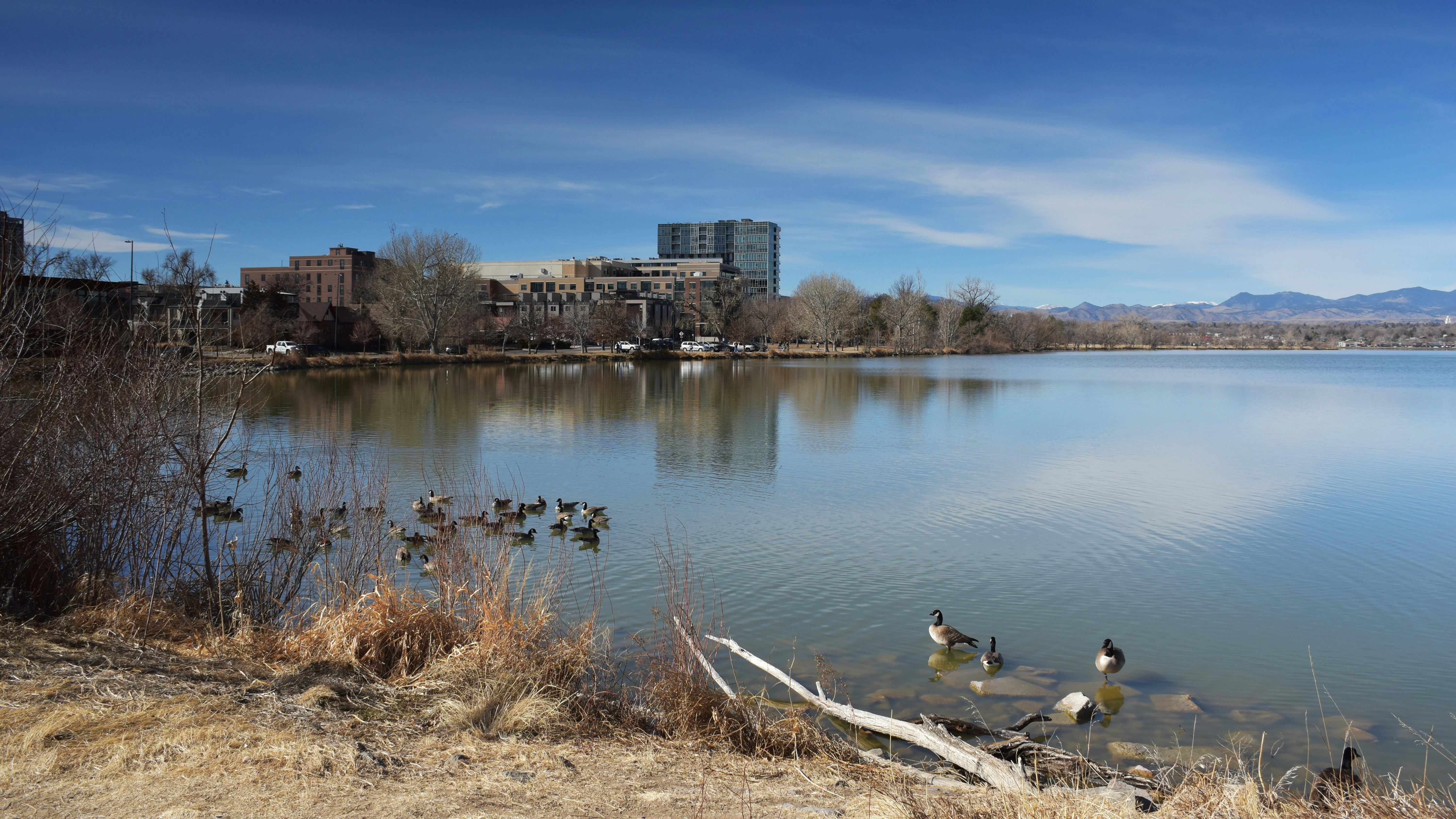 Quaint lakeside cityscape with ducks at calm waters