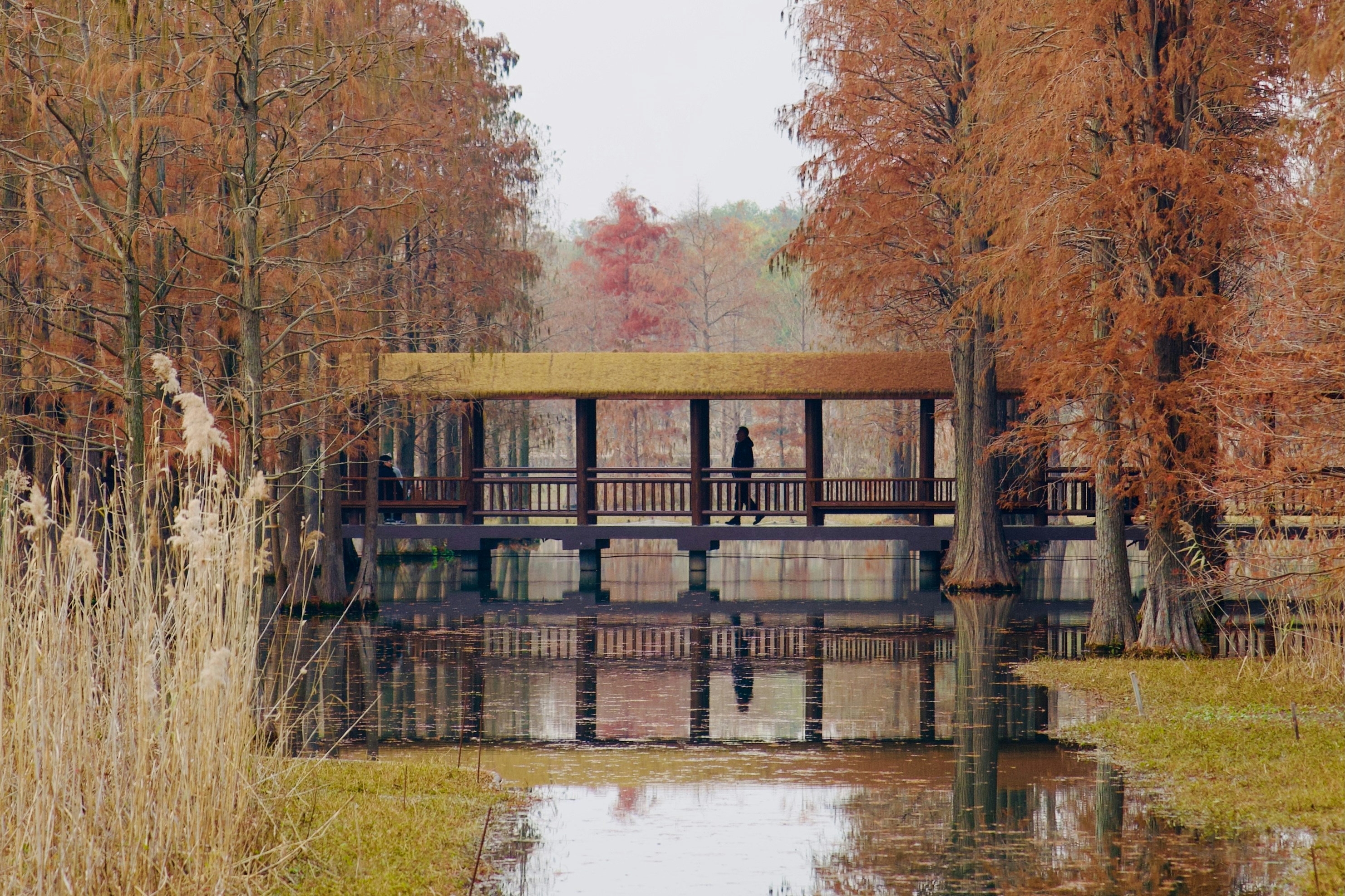 Autumn Bridge: Reflections Under Copper Trees