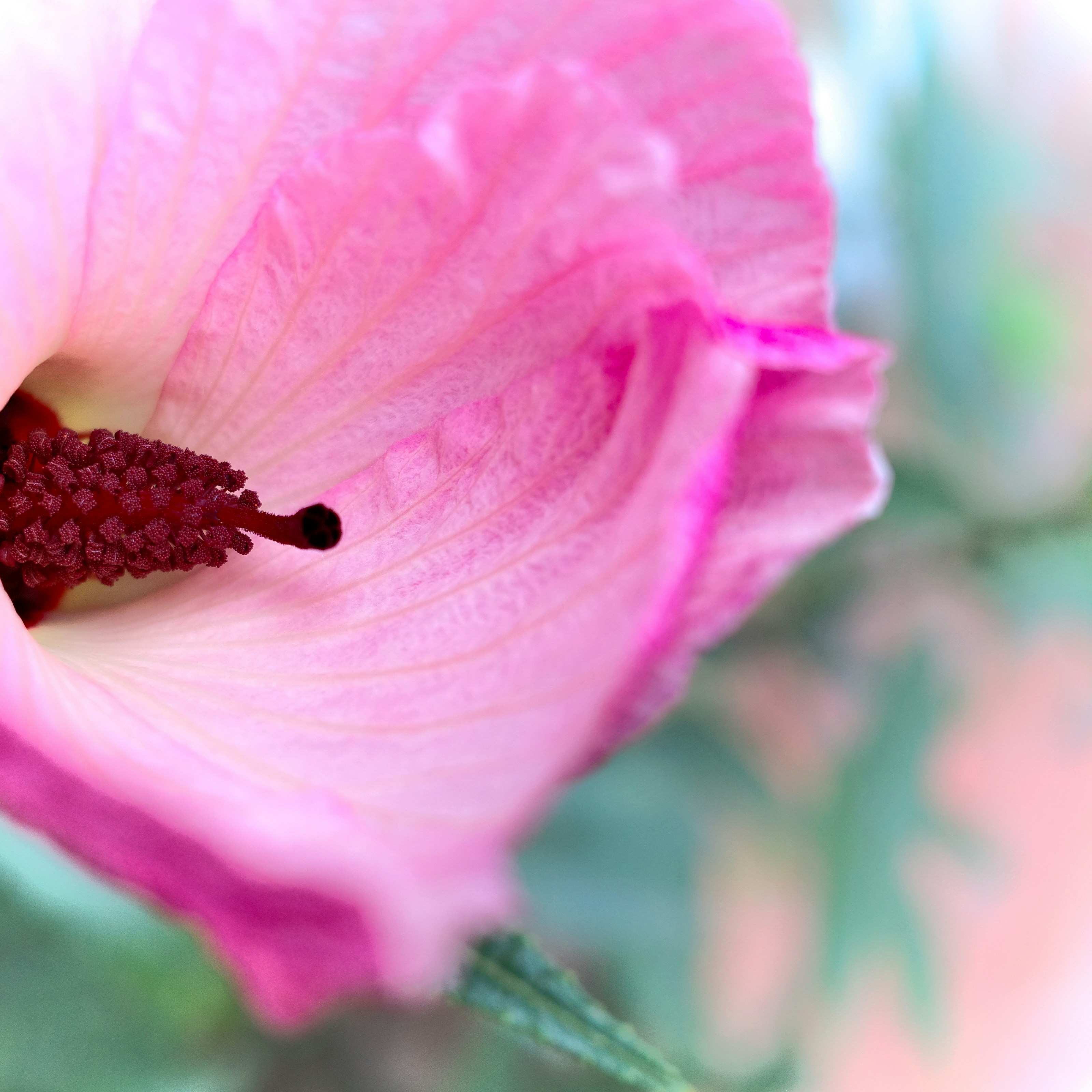 Petal Spotlight: The Pink Dune of a Hibiscus Stamen
