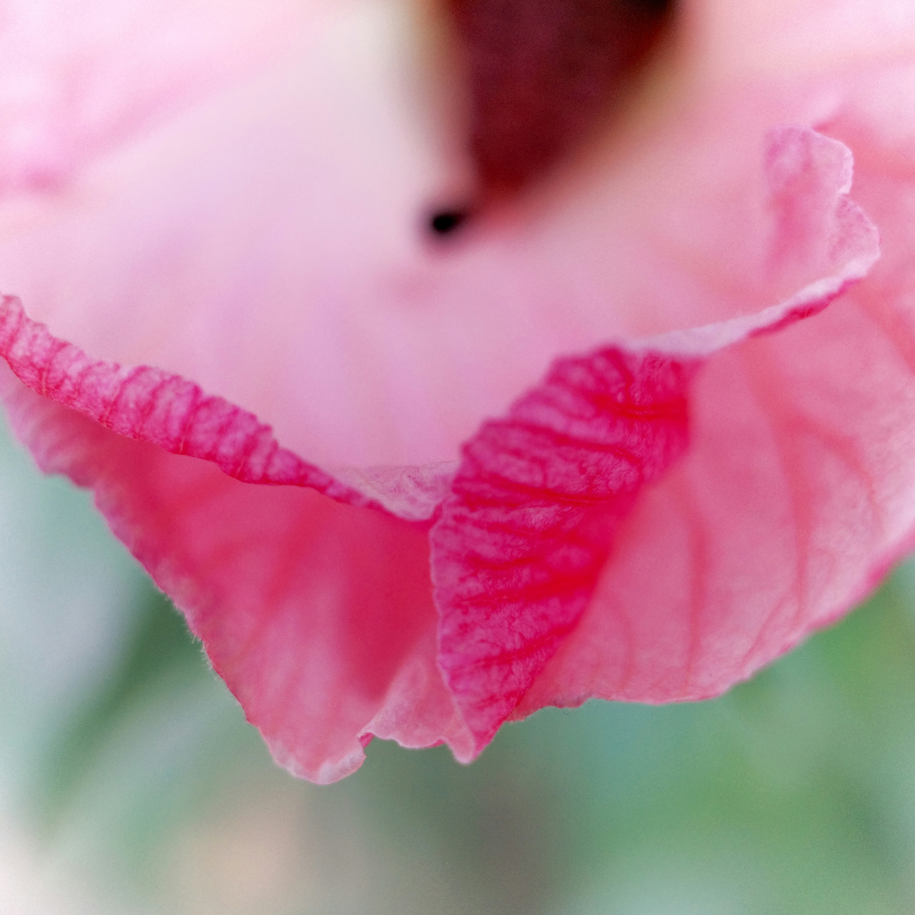 Petal Veil: A Close-Up of Pink Camellia Frill