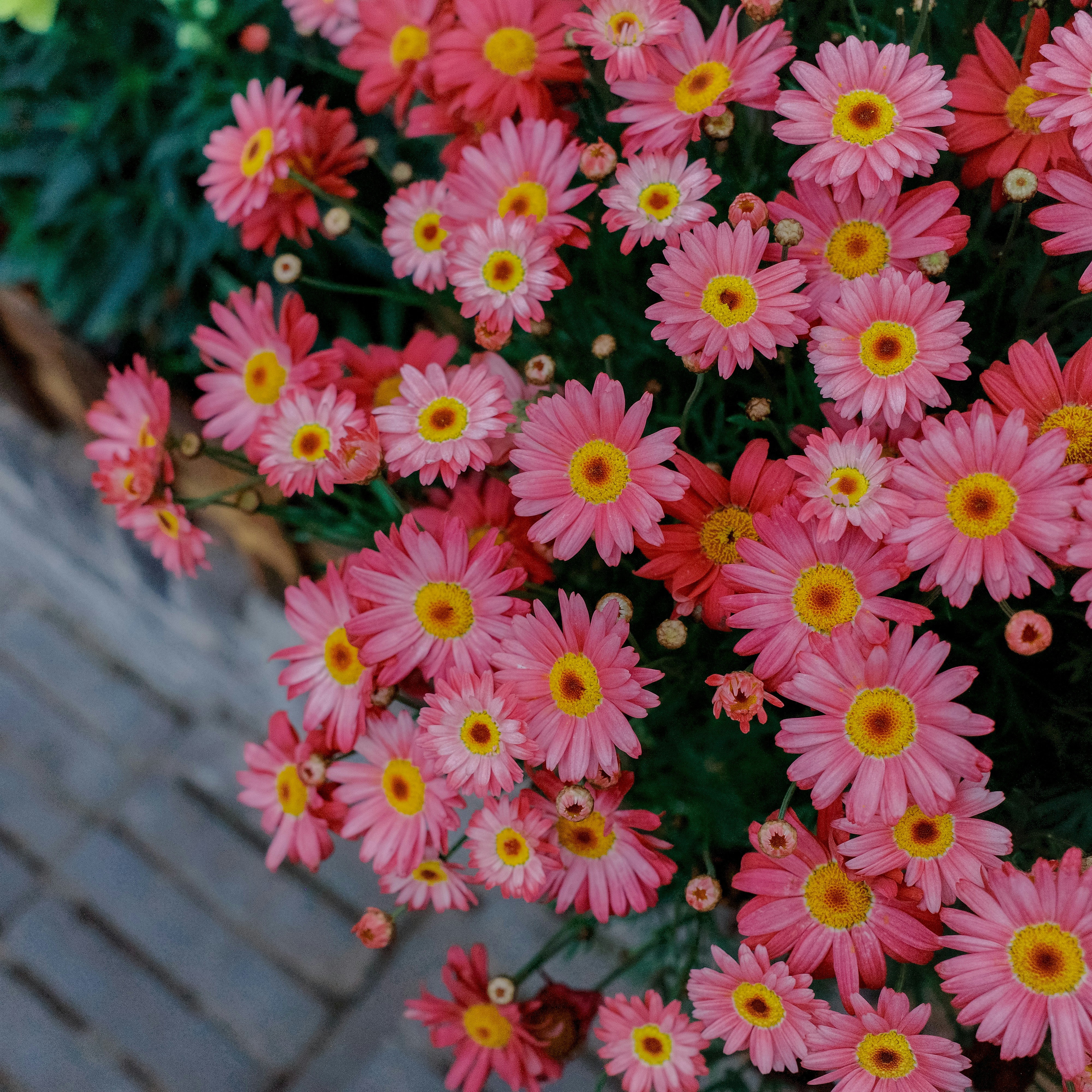 Rose-pilled Sea of Pink: A Portrait of Spring Cheer