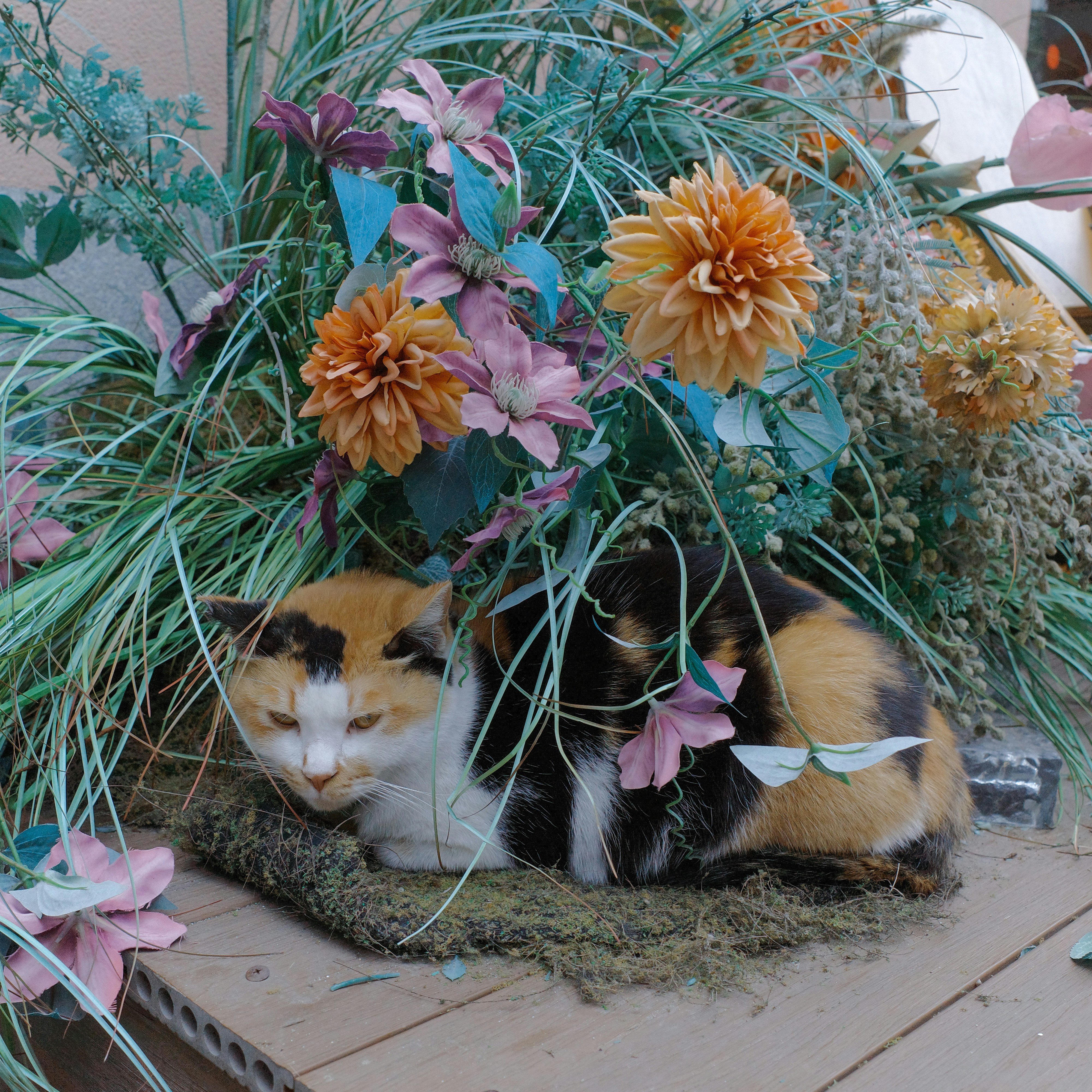 Nap under floral canopy: a pair of cats resting among autumn blossoms