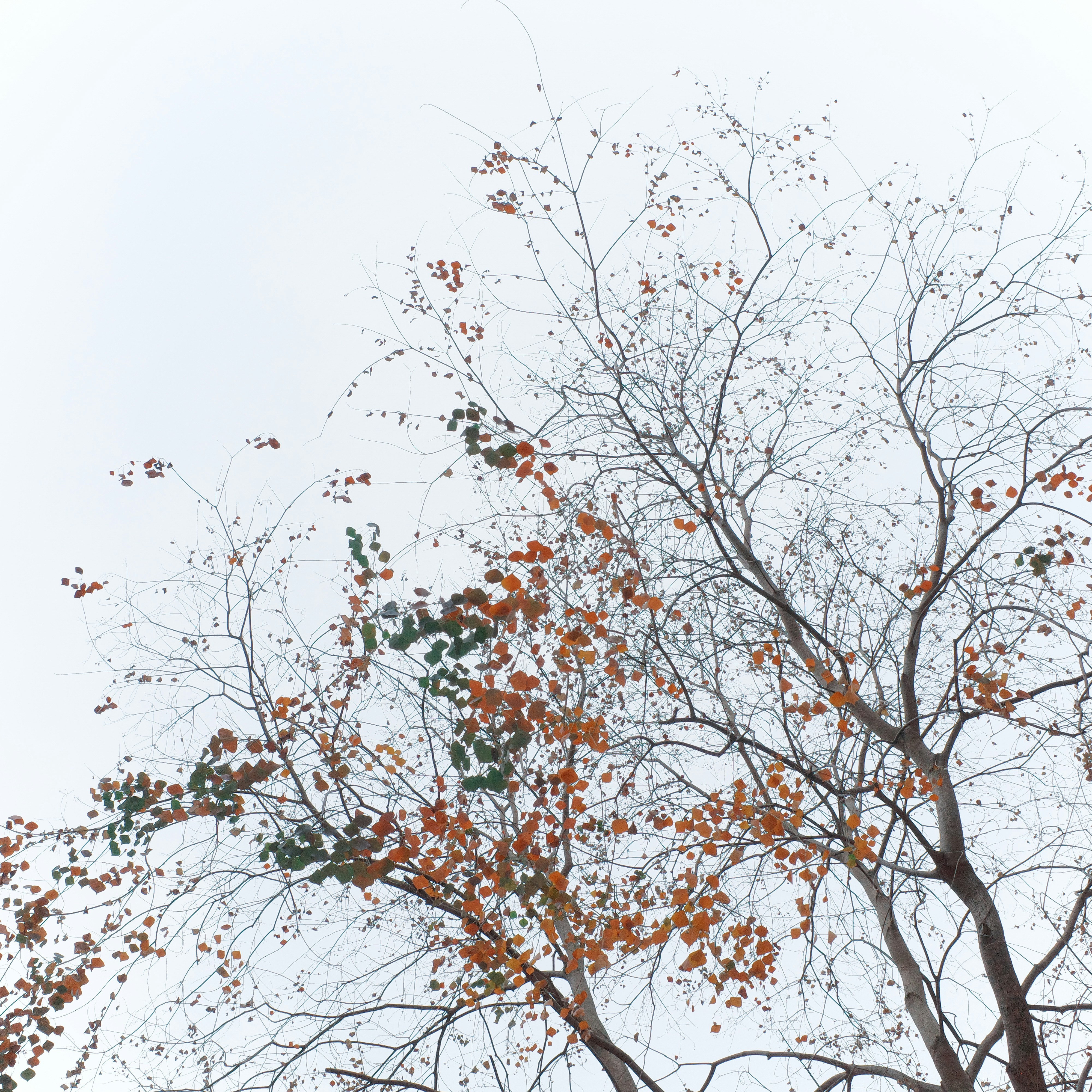 Bare-branch Arboreal Study with Autumn Foliage Accents
