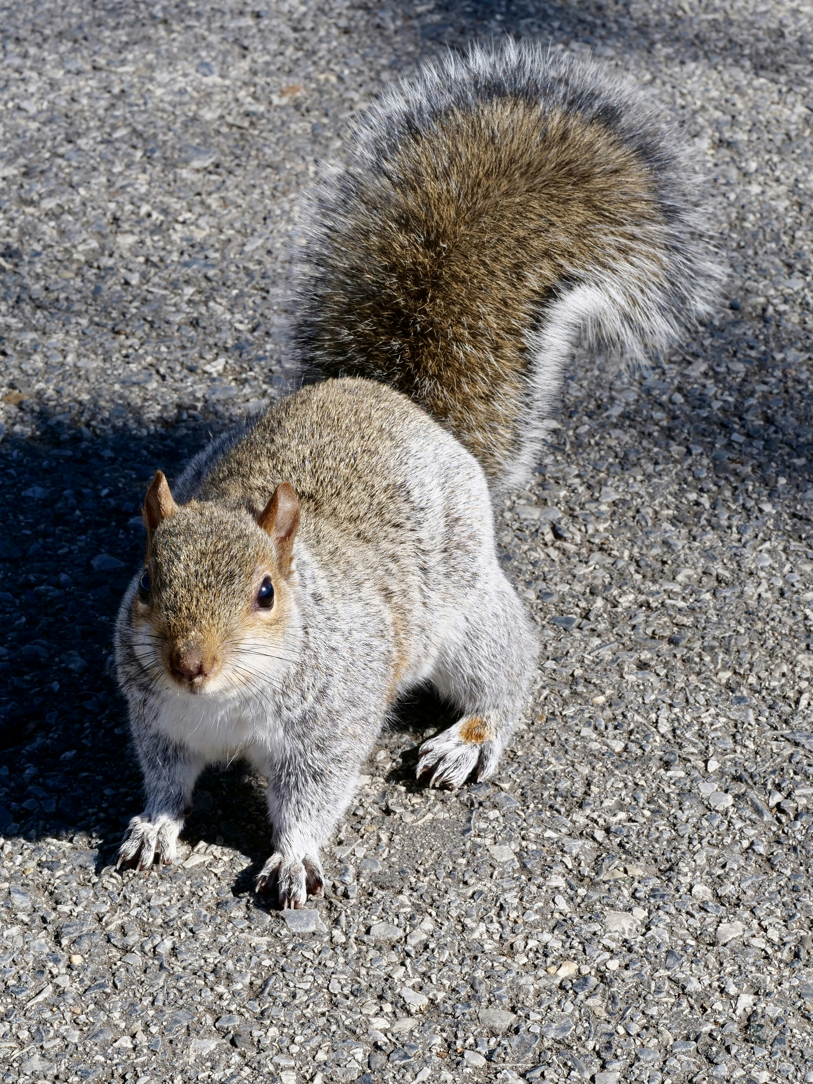Curious Ground Squirrels: A Shrewd Stare from the Gravel