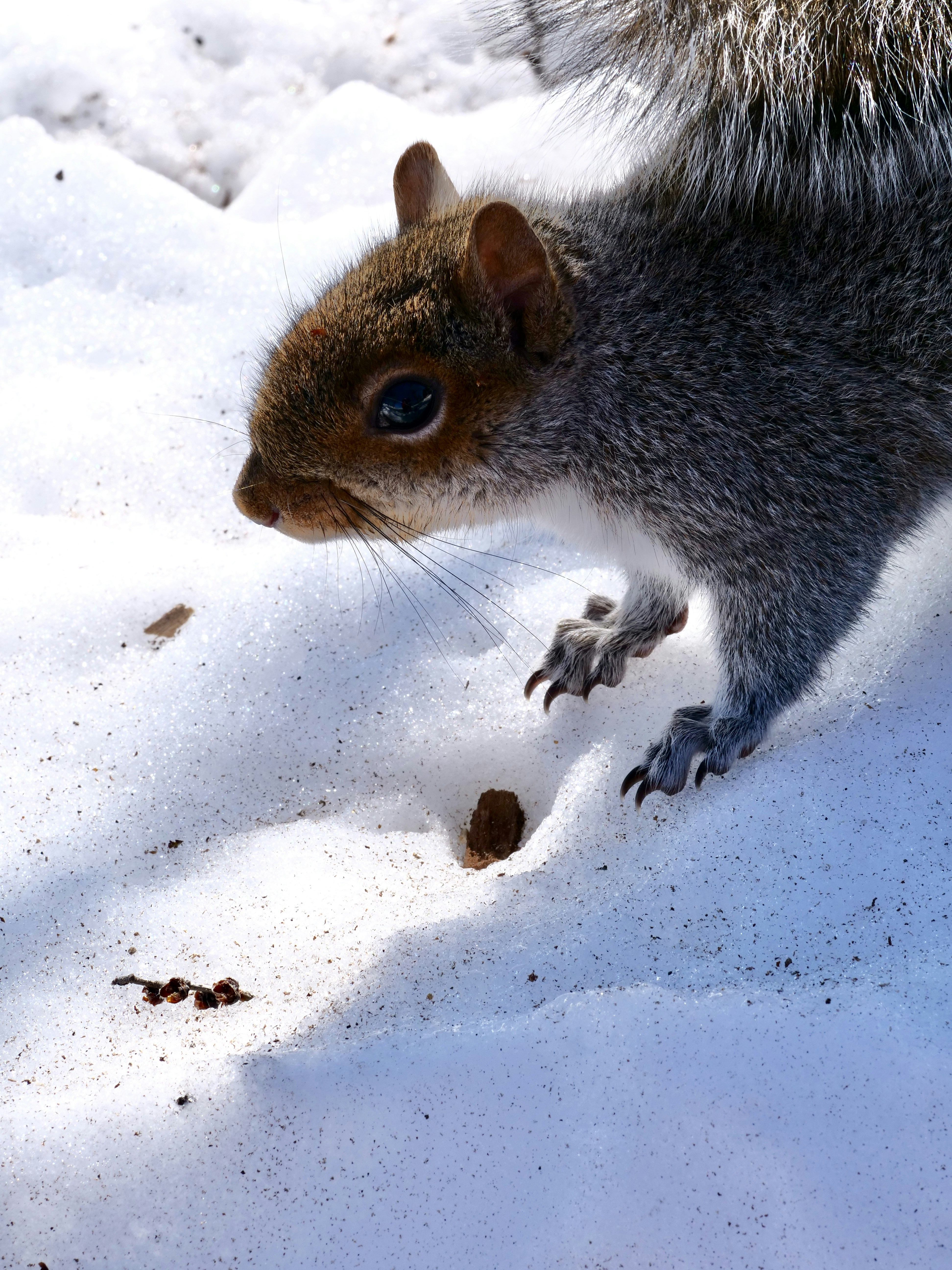 Squirrel on Snow: A Curious Pause by the Winter Shadow