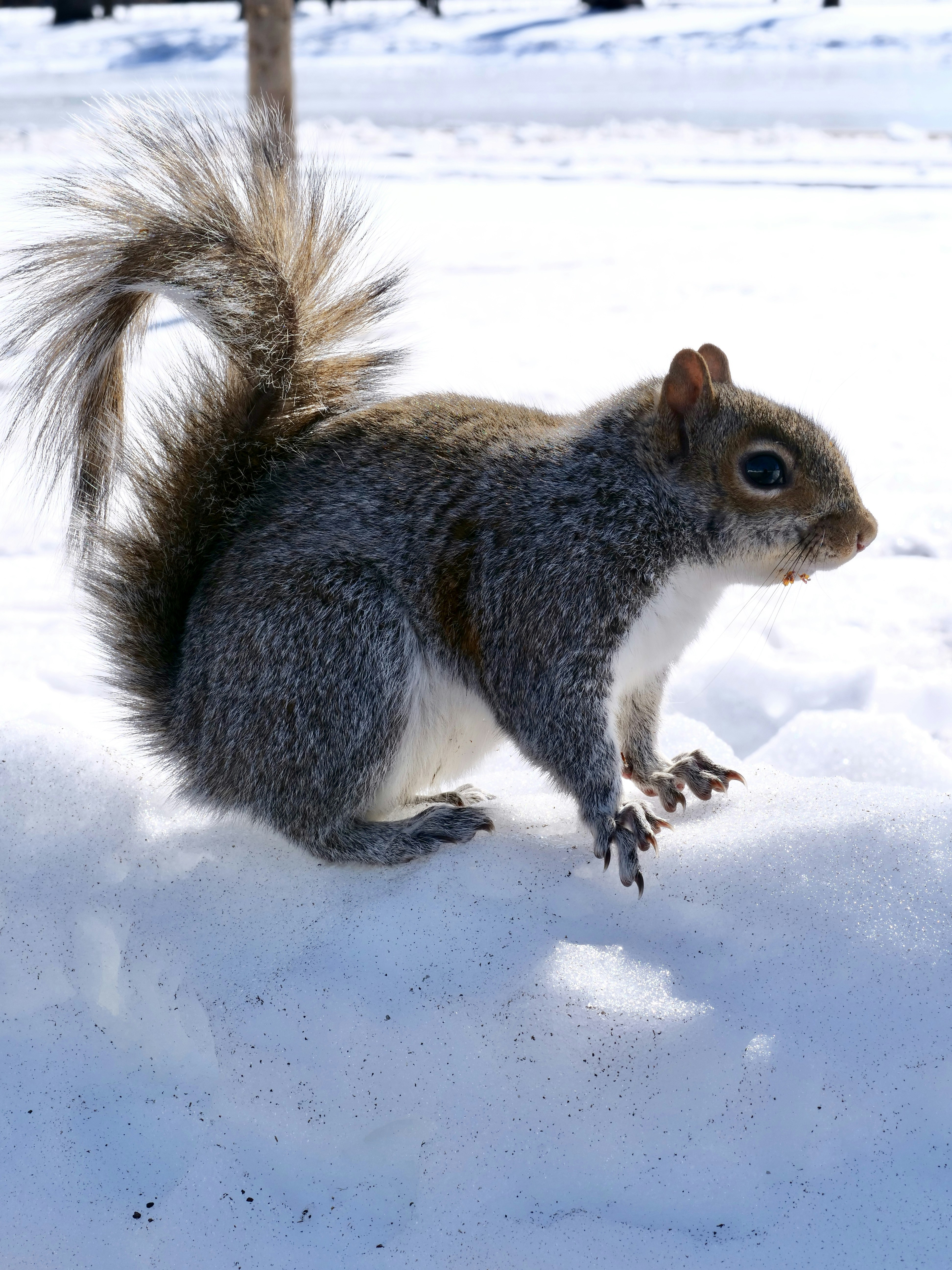 Snowbound Squirrel: Calm Stance on Frozen Field