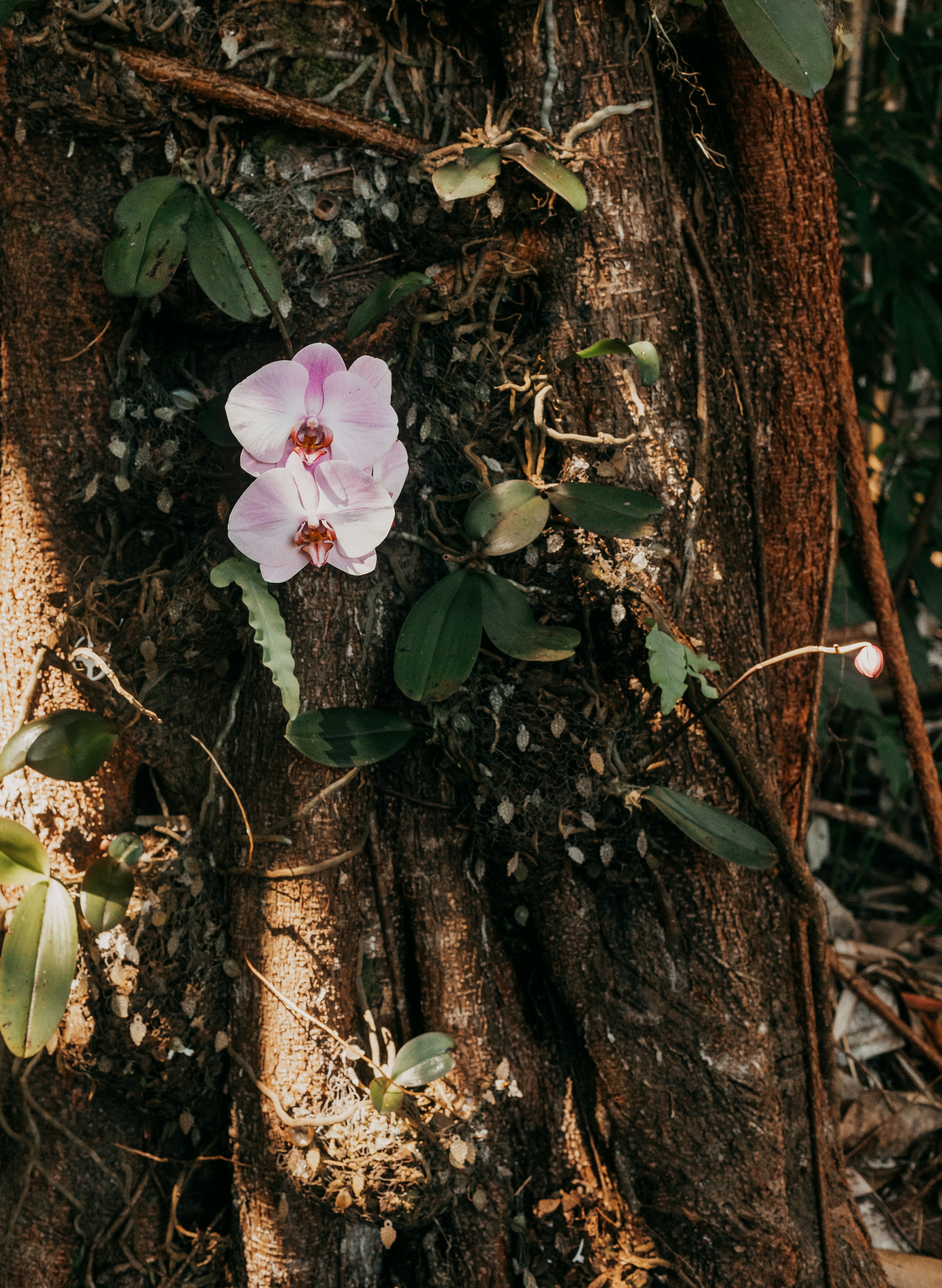 Whisper of Orchid on the Bark: A Quiet Moment in the Forest